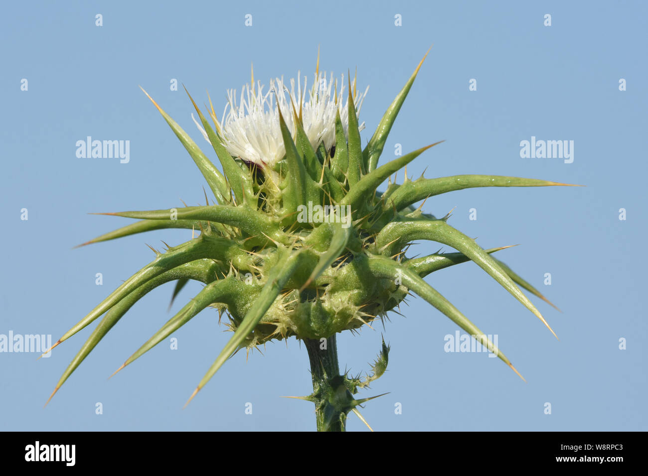 Silybum marianum, Holy Thistle, Milk Thistle Stock Photo - Alamy