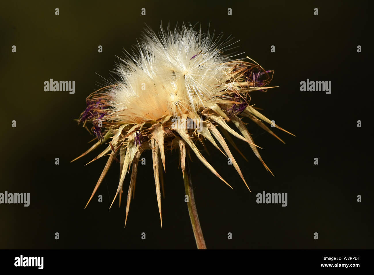 Holy Thistle High Resolution Stock Photography and Images - Alamy