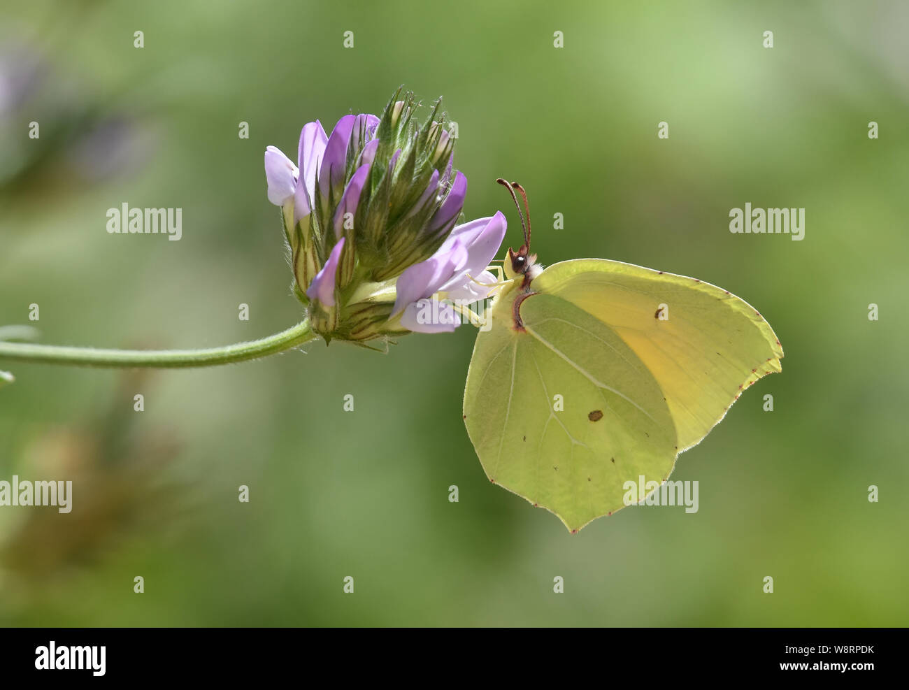 Gonepteryx cleopatra hi-res stock photography and images - Alamy