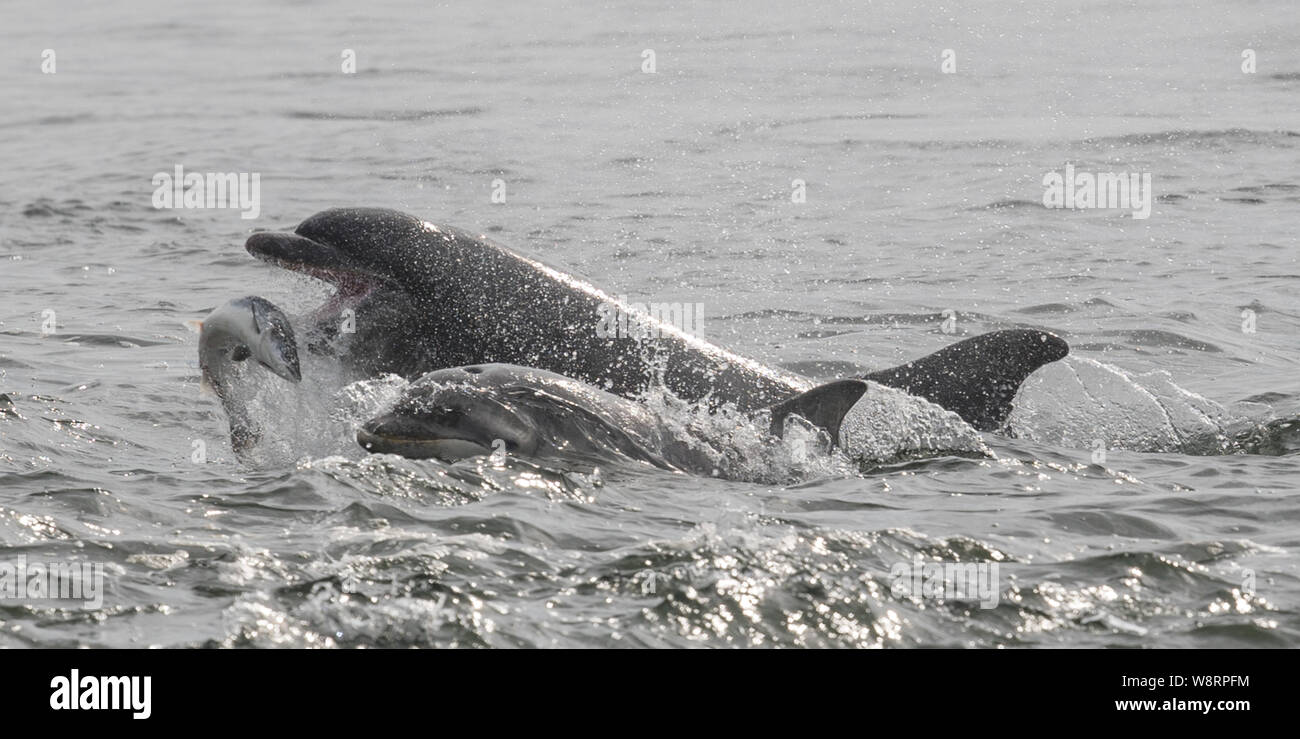 Bottlenose dolphin at Chanonry Point in the Scottish Highlands Stock ...