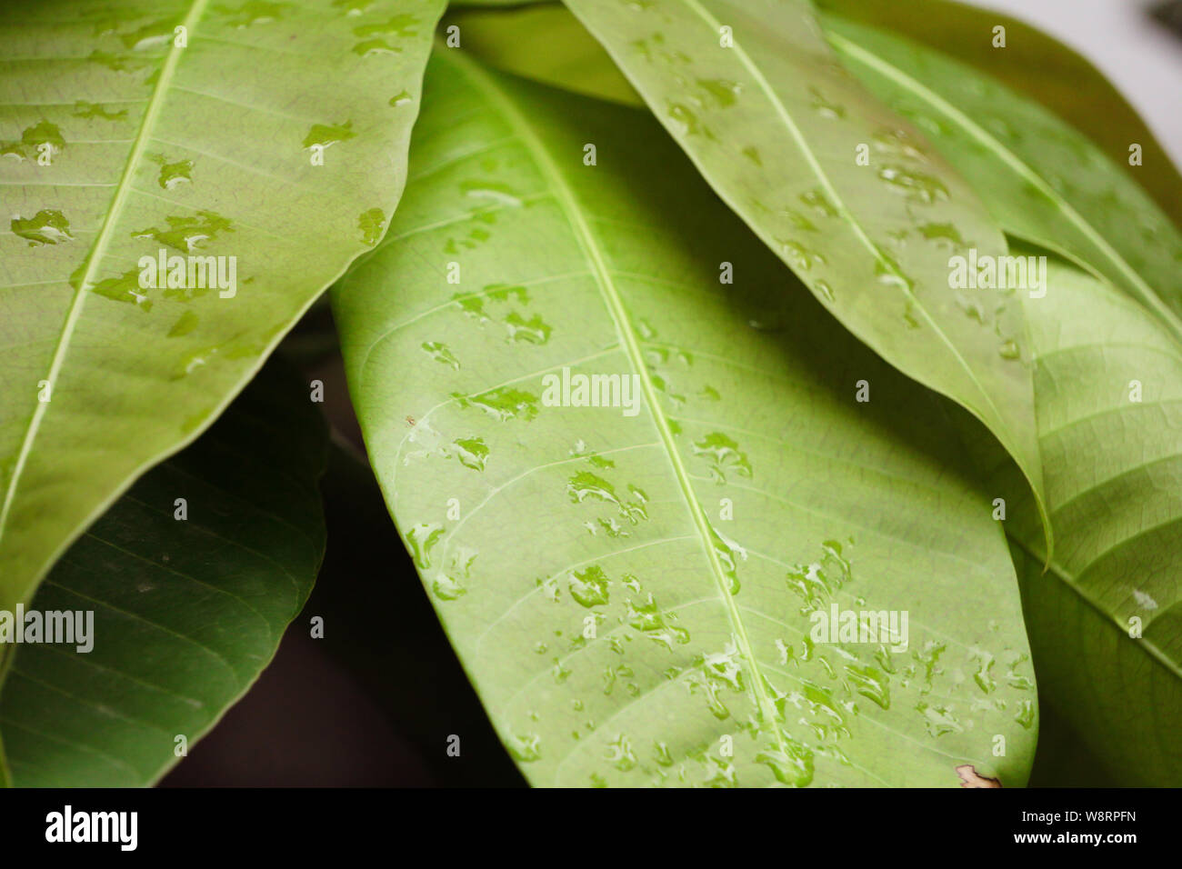 Mango tree leaves hi-res stock photography and images - Alamy