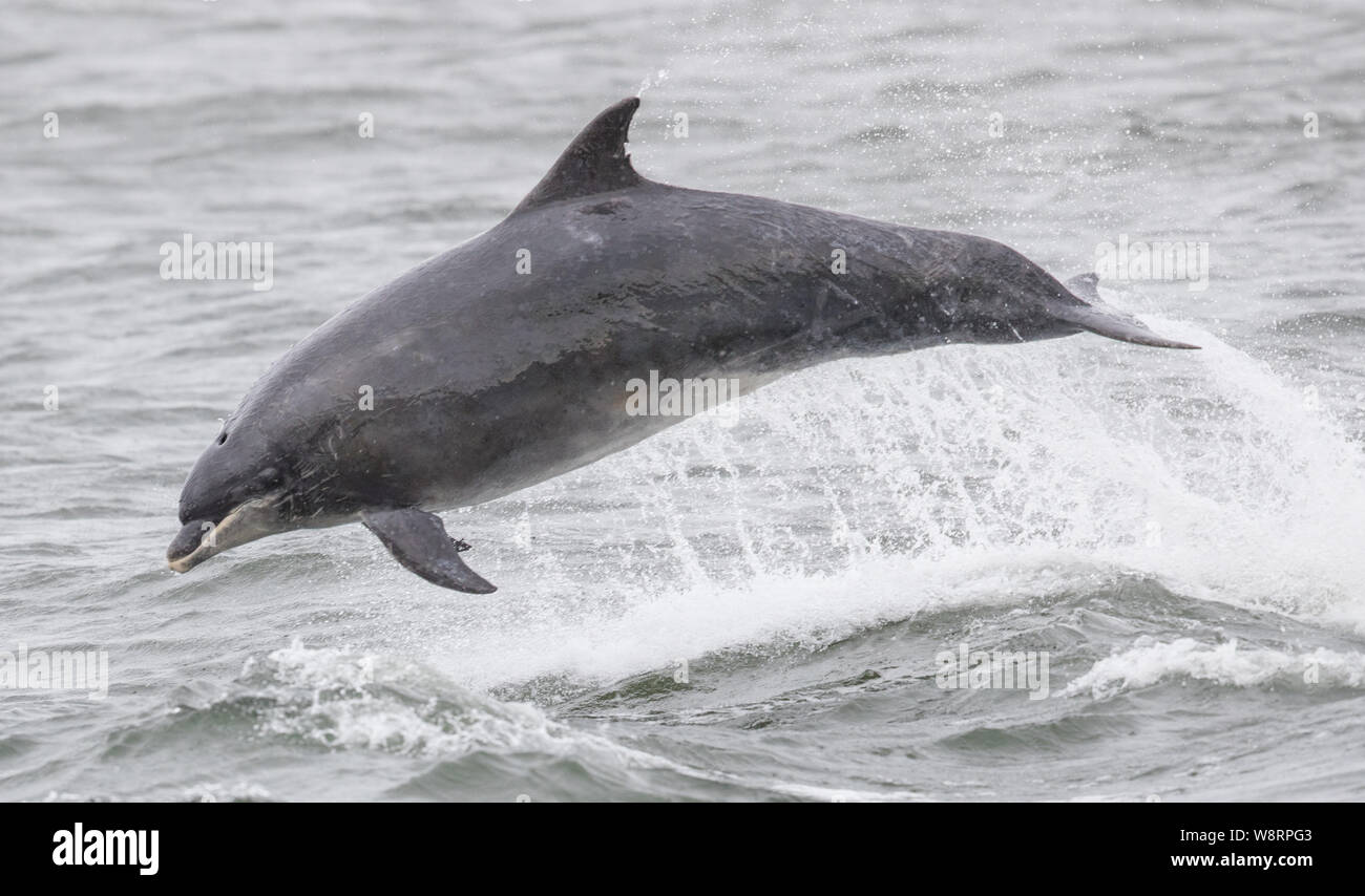Bottlenose dolphin at Chanonry Point in the Scottish Highlands Stock ...