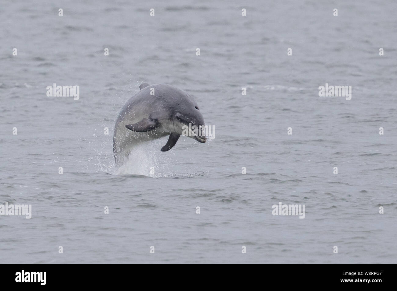 Bottlenose dolphin at Chanonry Point in the Scottish Highlands Stock ...