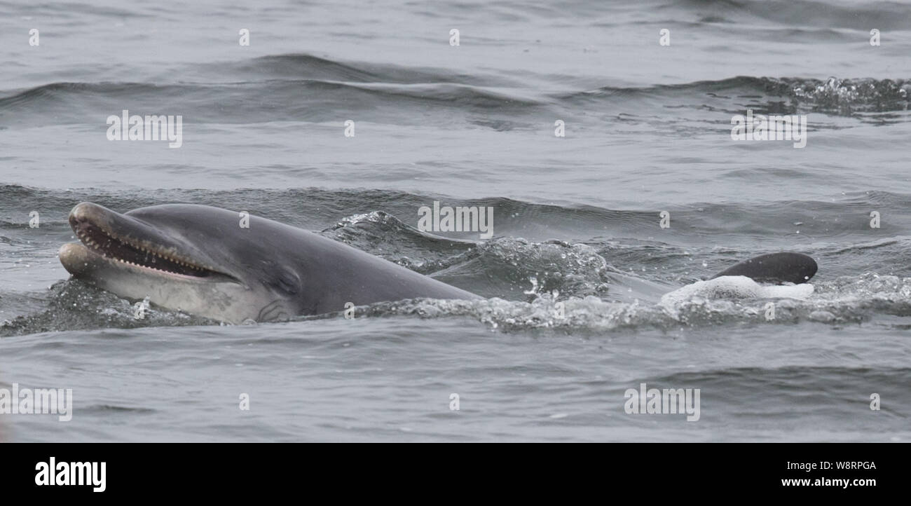 Bottlenose dolphin at Chanonry Point in the Scottish Highlands Stock ...