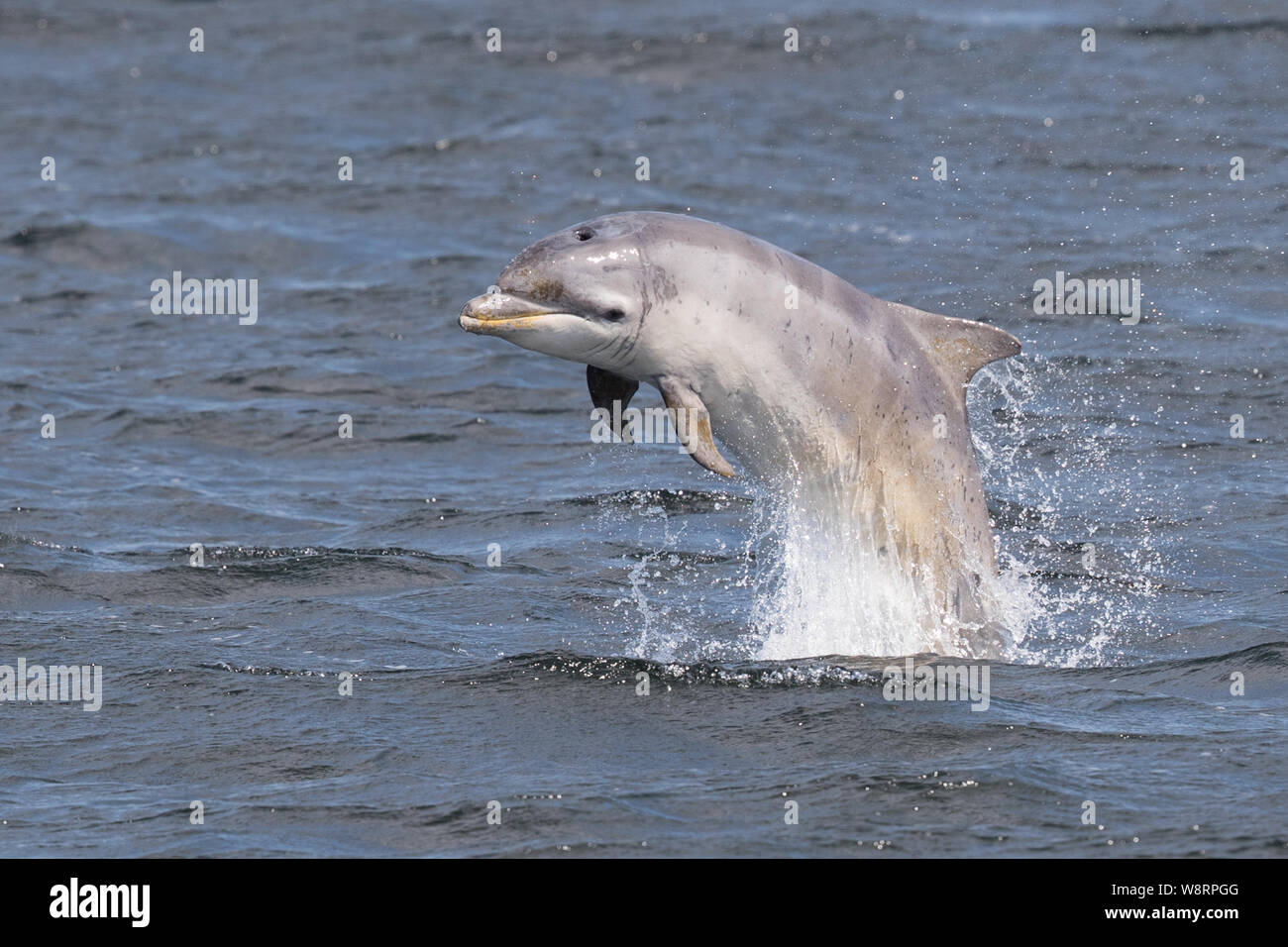Bottlenose dolphin at Chanonry Point in the Scottish Highlands Stock ...