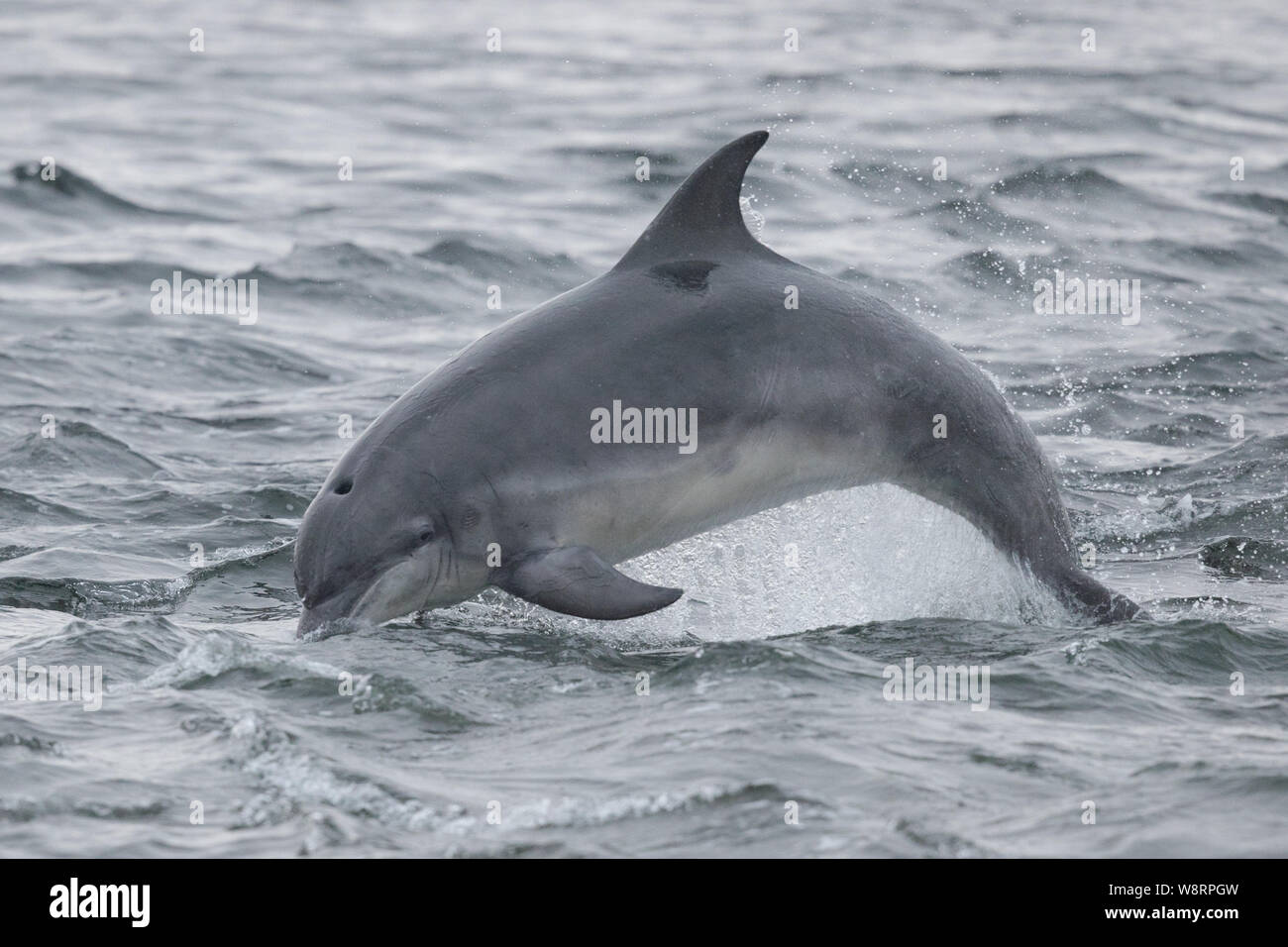 Bottlenose dolphin at Chanonry Point in the Scottish Highlands Stock ...