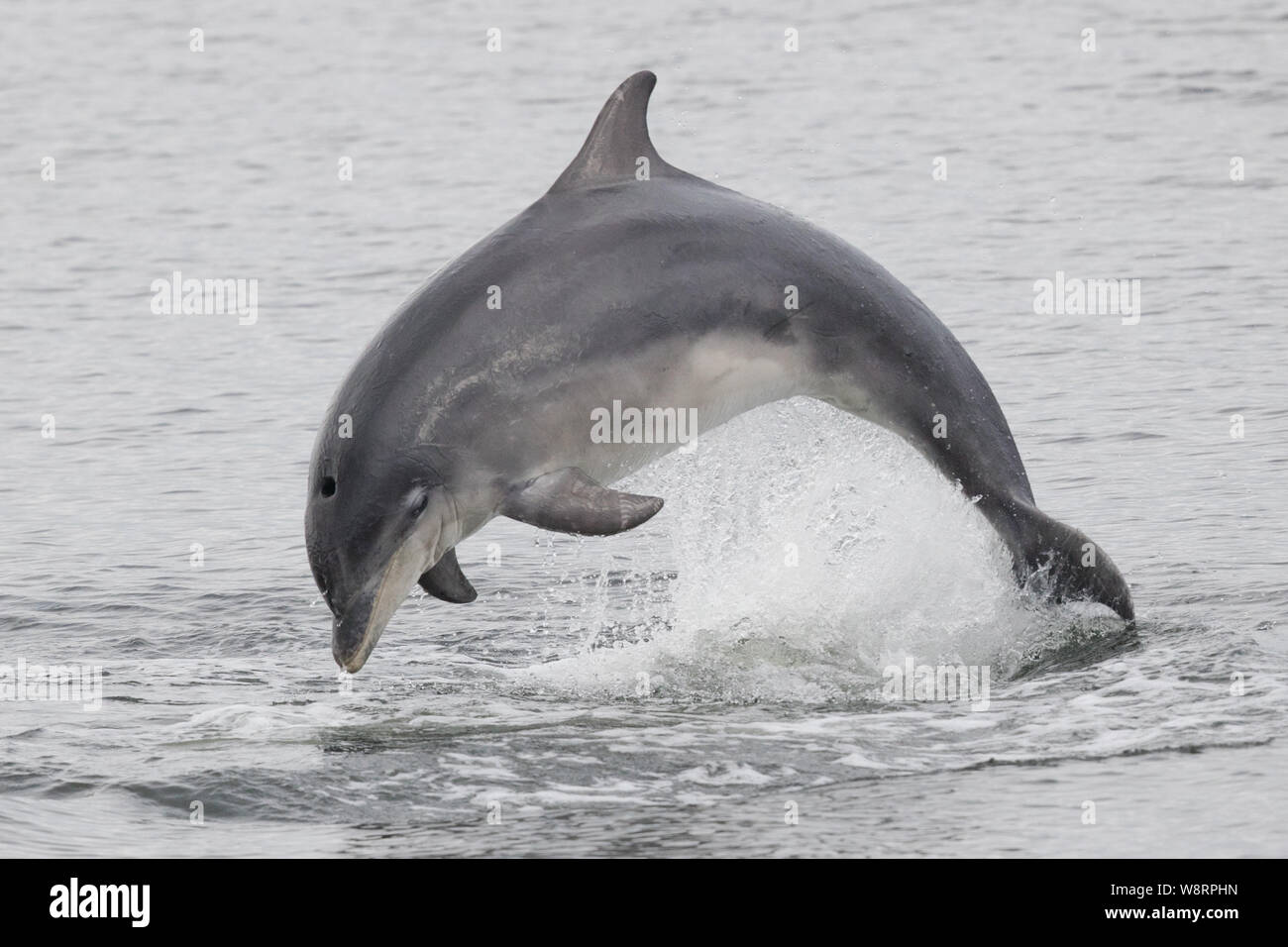 Bottlenose dolphin at Chanonry Point in the Scottish Highlands Stock ...