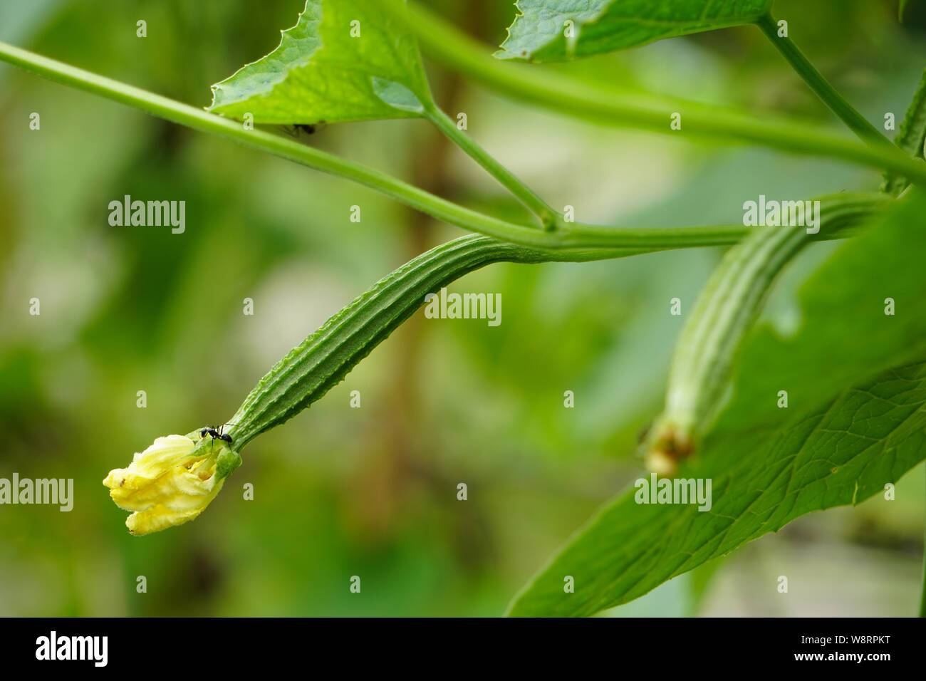 Vegetable Gardening for Beginners: Learn the basics of planting a ...