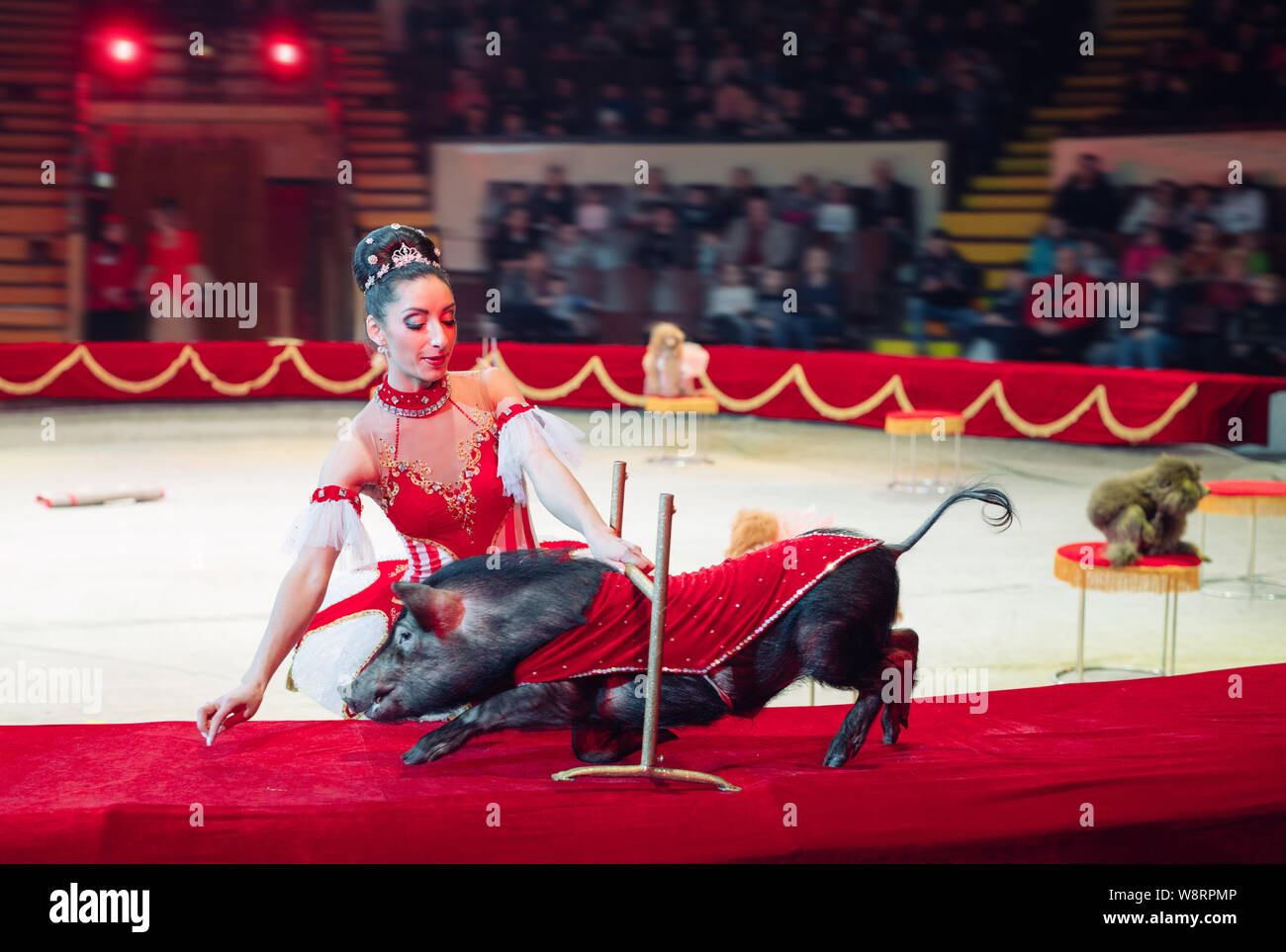 Performance of pigs in the circus arena Stock Photo - Alamy