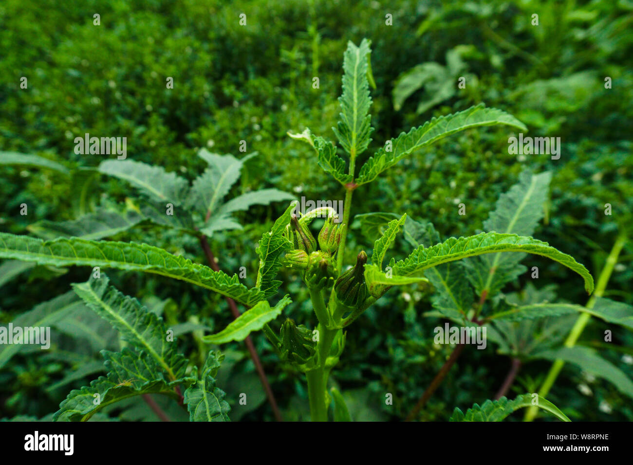Lady finger plant hi-res stock photography and images - Alamy