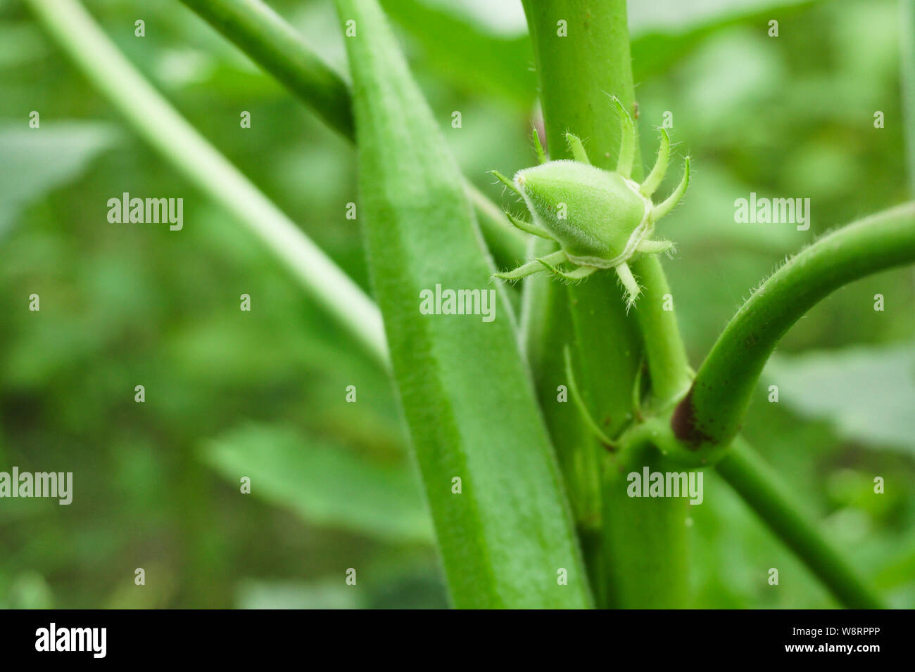 Okra Abelmoschus esculentus, known in many English-speaking countries ...