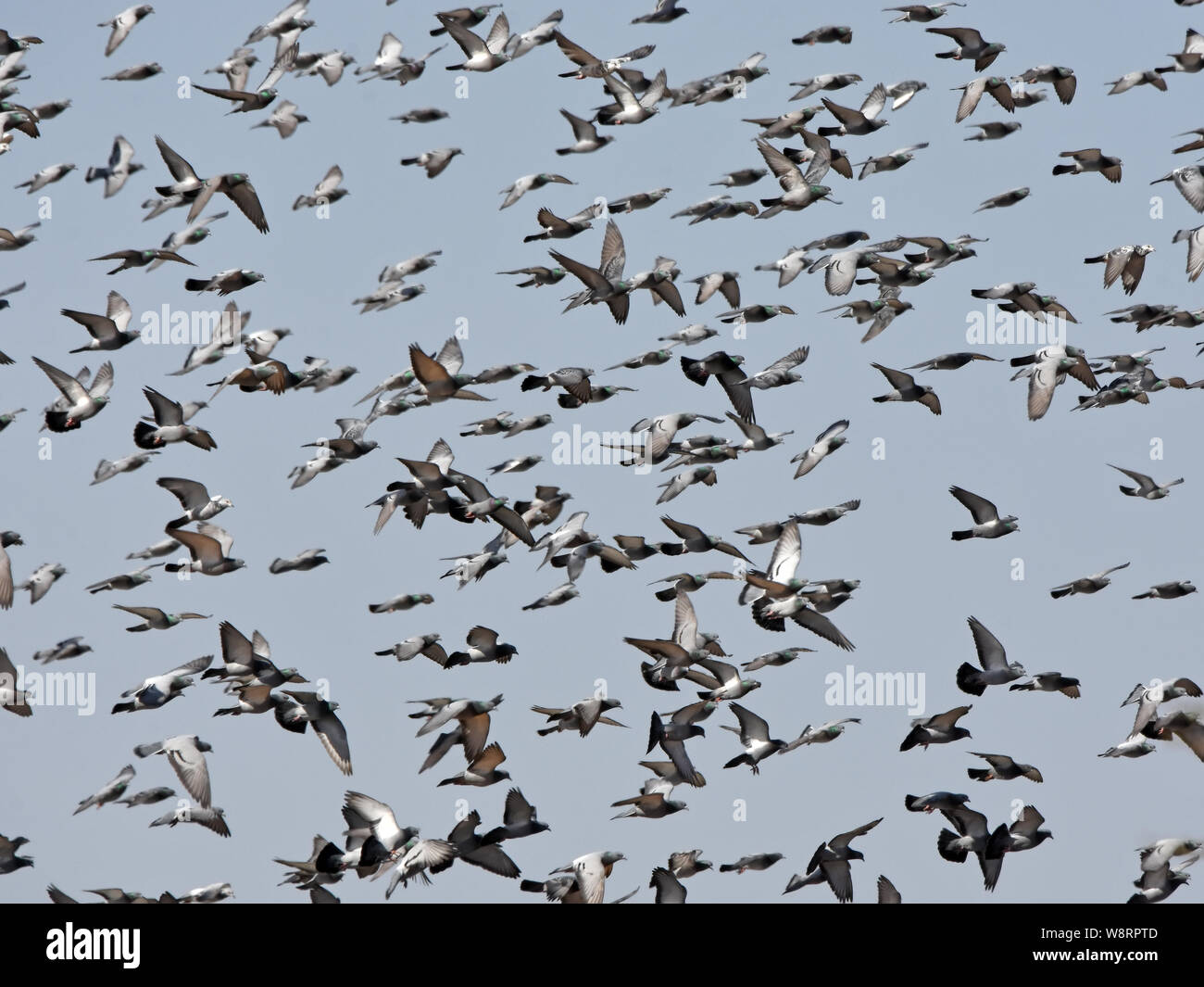 Large group of many grey pigeons flying together Stock Photo - Alamy