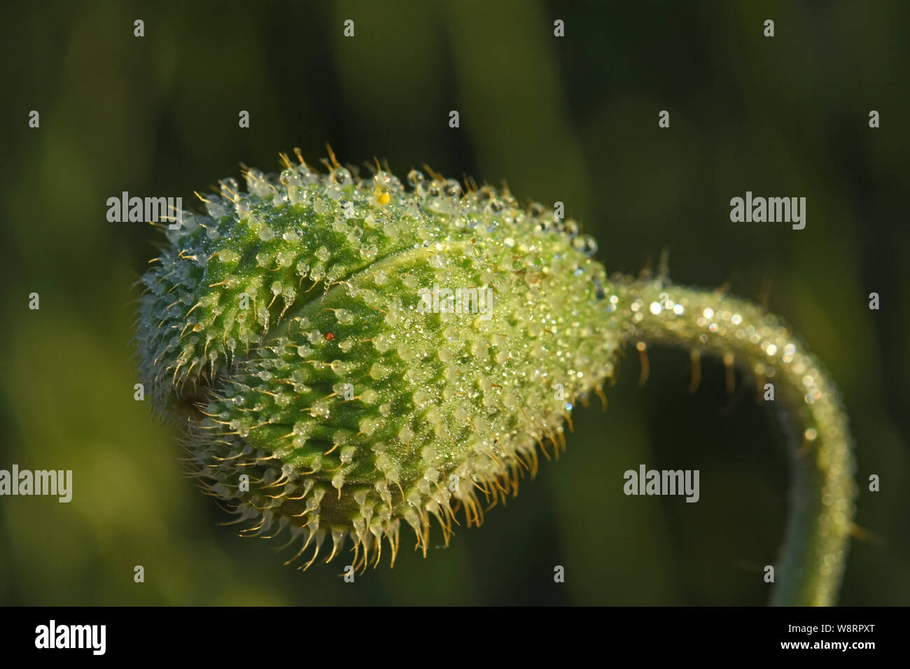 Hairy flower bud hi-res stock photography and images - Alamy