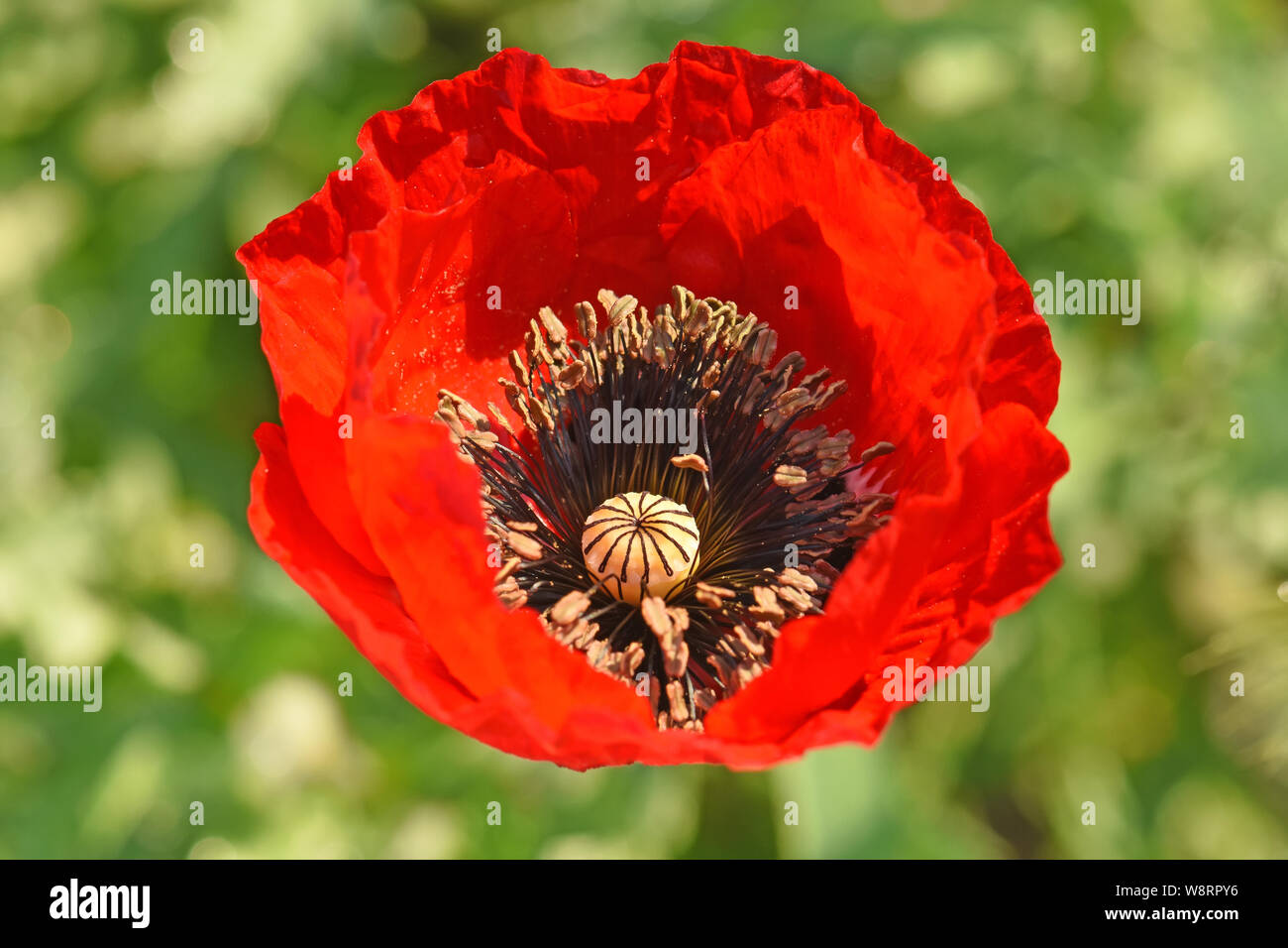 poppy flower closeup Stock Photo - Alamy