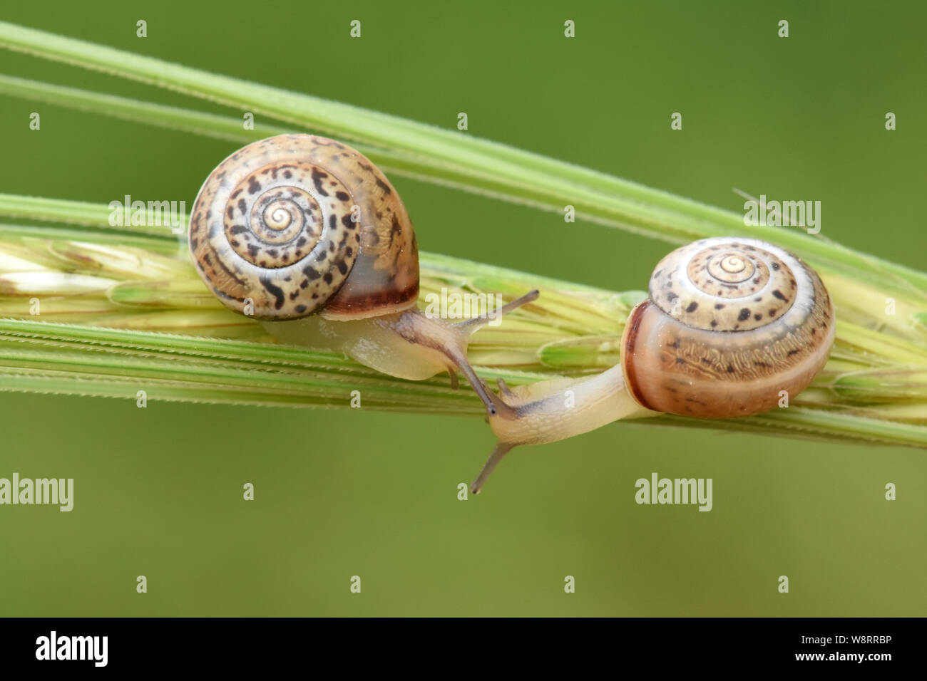Two snails meet Stock Photo - Alamy