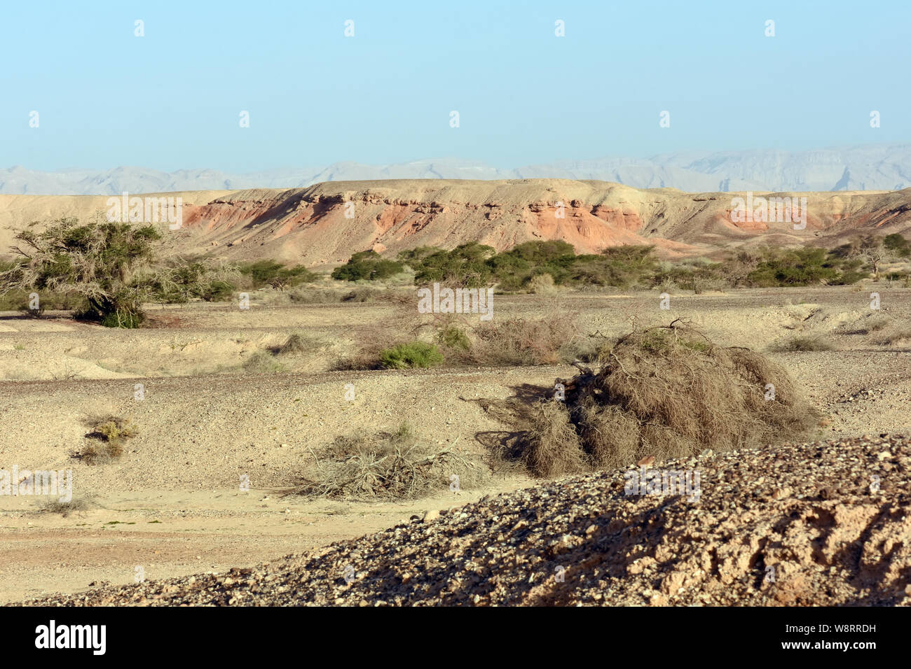 Wadi the Arava desert, South Israel Stock Photo - Alamy