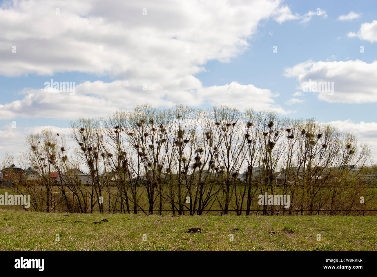 Nests of rooks on trees in spring. A lot of nesting big black birds ...