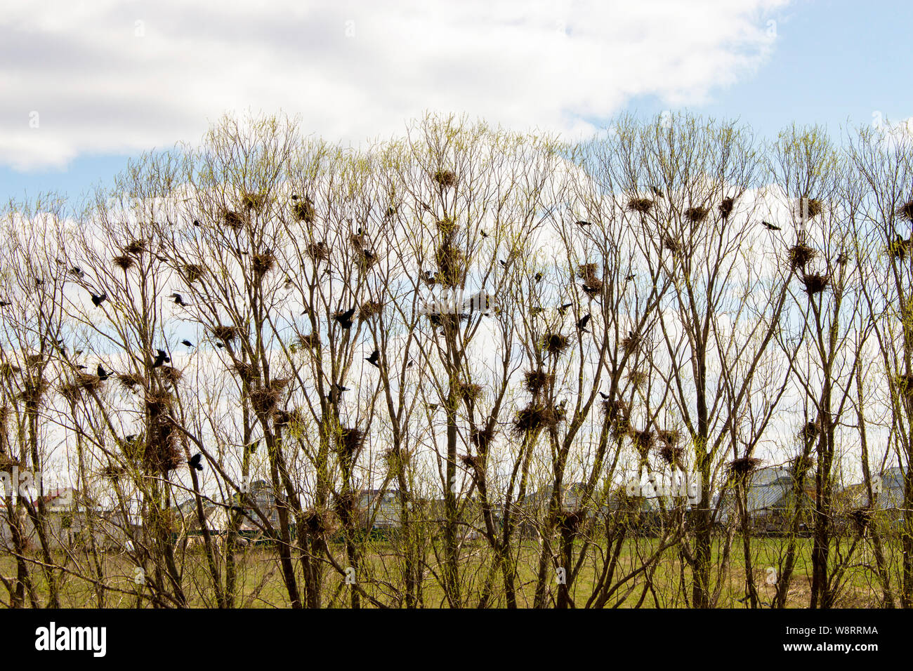 nesting large black birds rook in spring. Many nests in the trees ...