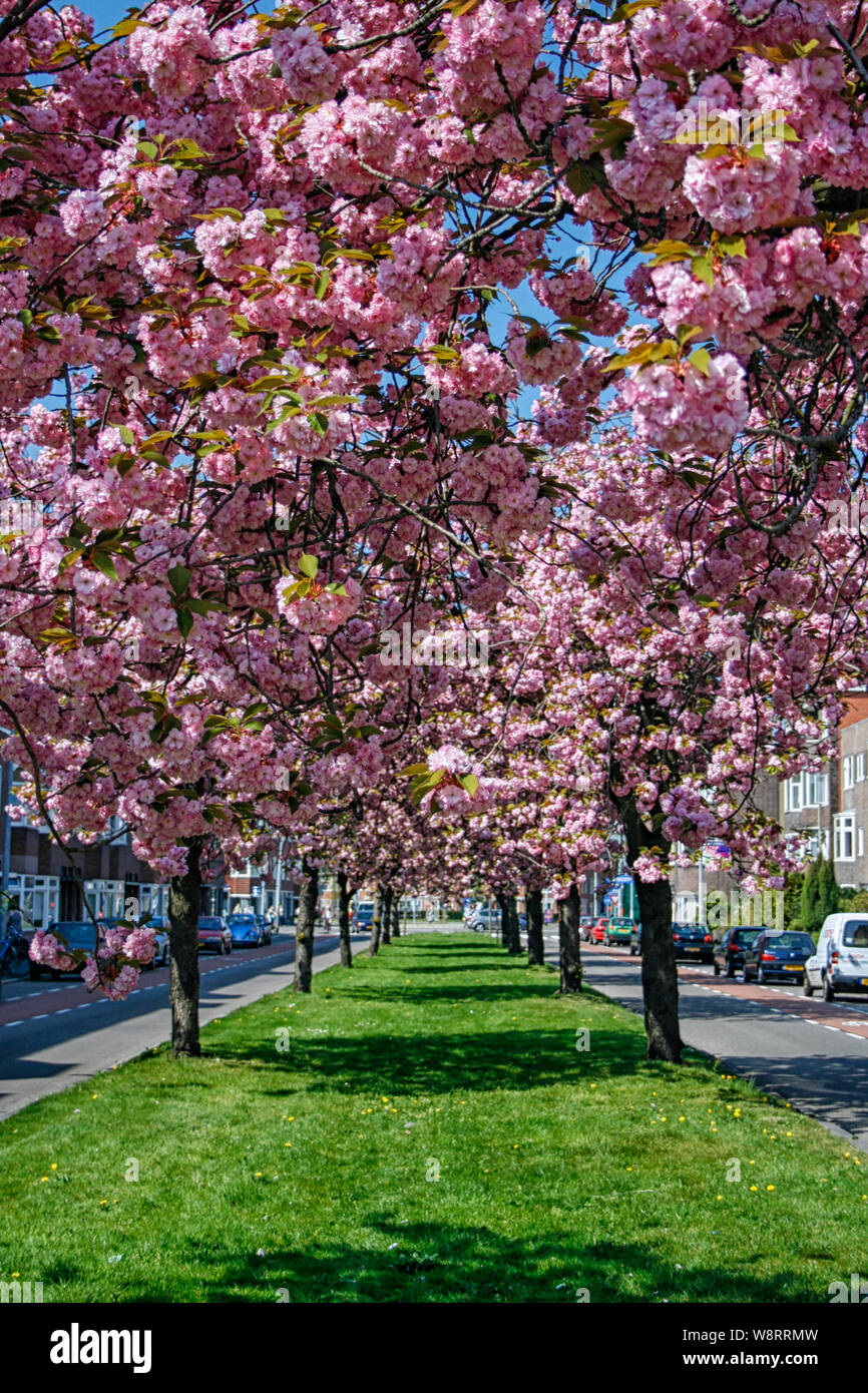 Street with trees filled with pink cherry blossom Stock Photo - Alamy