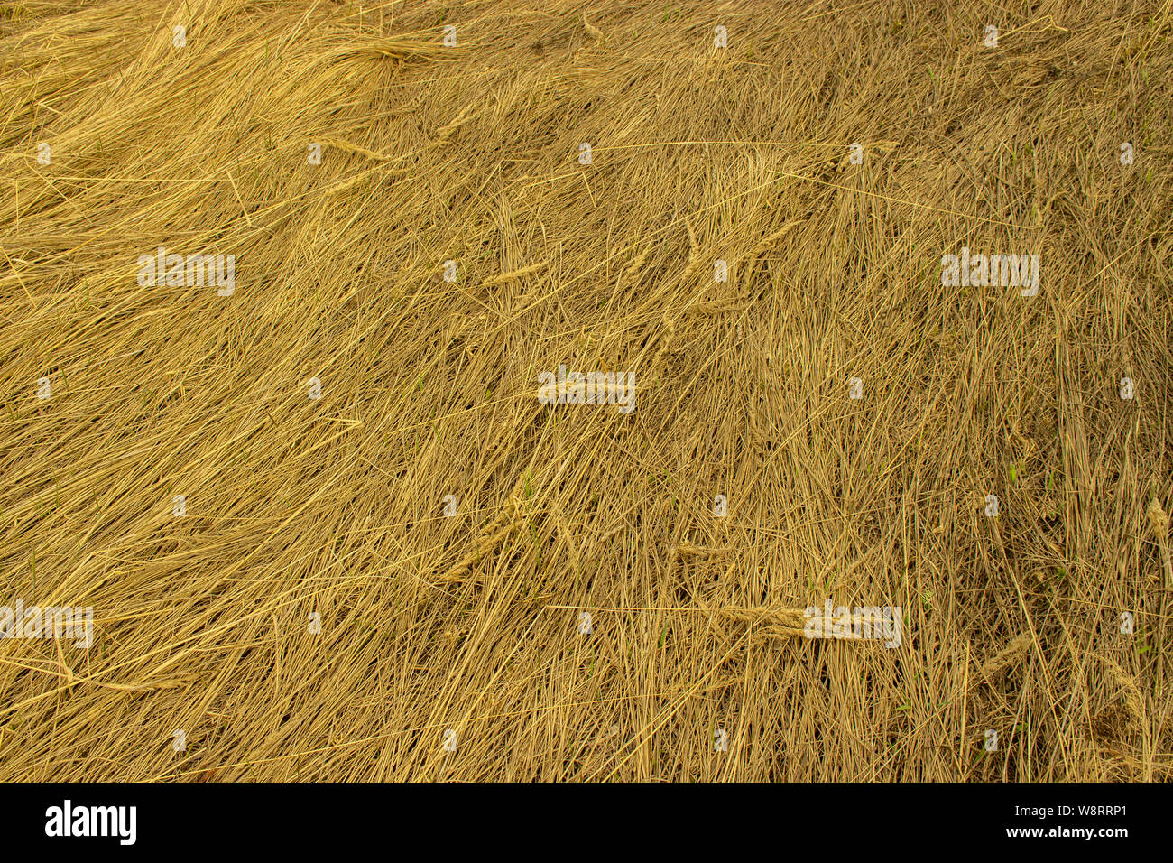 Dry yellow grass with spikes, background texture structure pattern ...