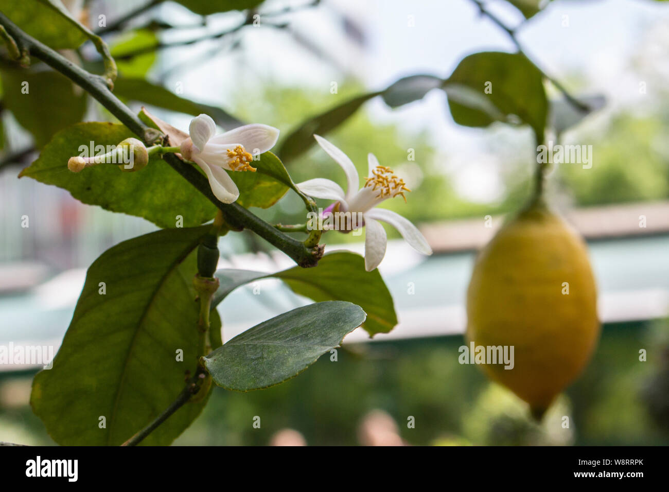 Lemon tree flowers hi-res stock photography and images - Alamy
