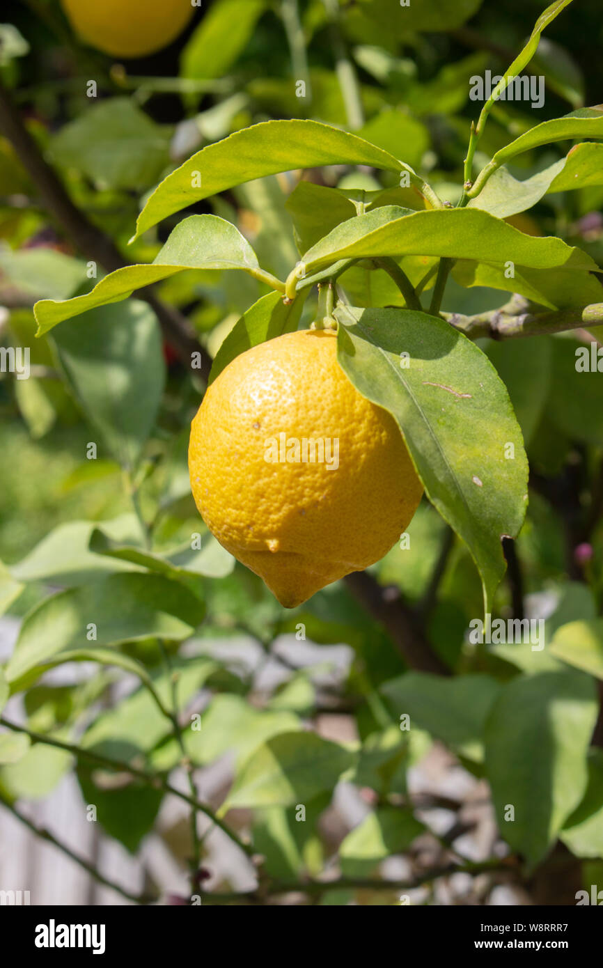 Ripe yellow lemon hanging on a branch. Sour lemon fruit hanging on a ...