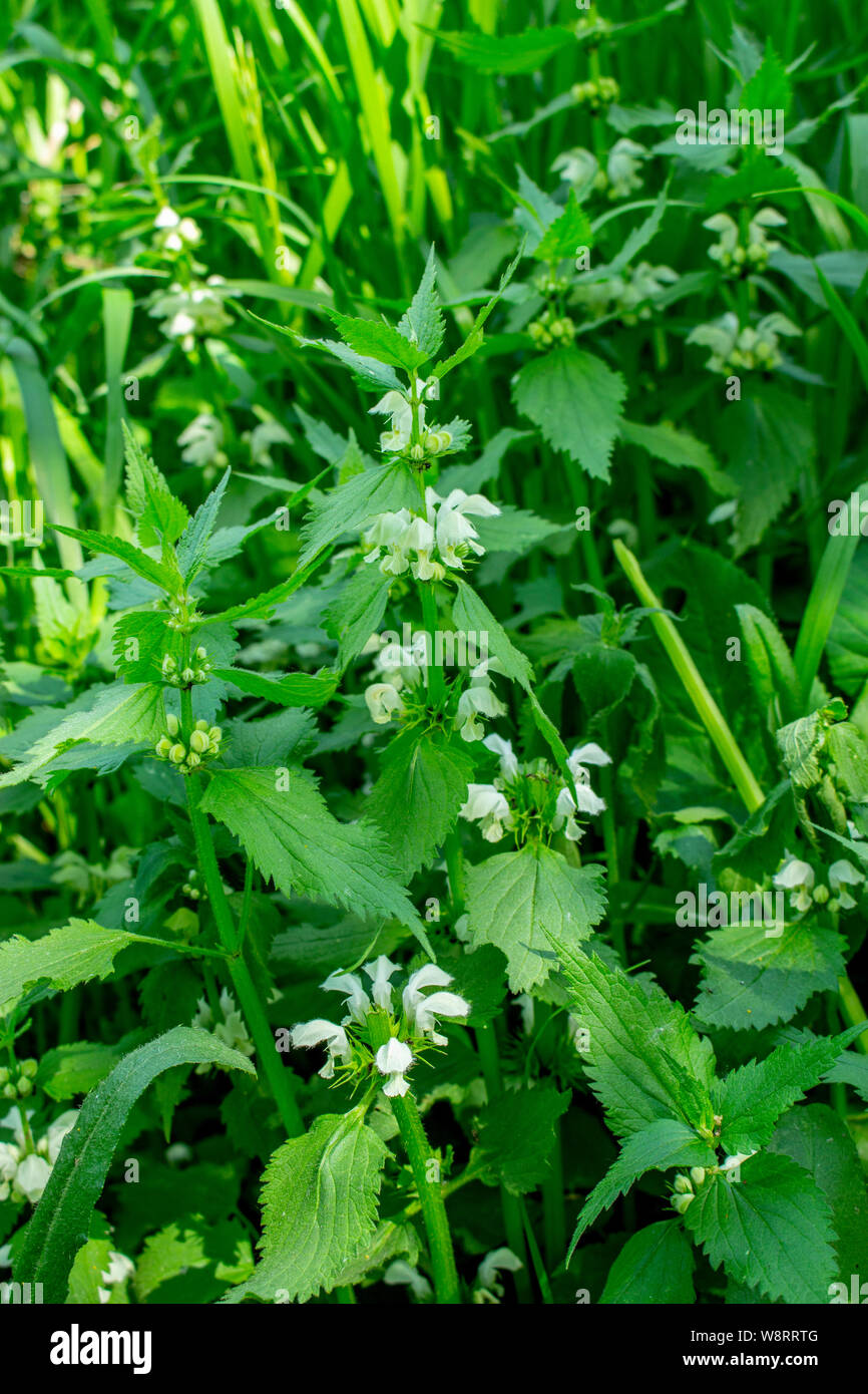 wild medical plants, blooming nettle leaves, flowers, petals, young ...