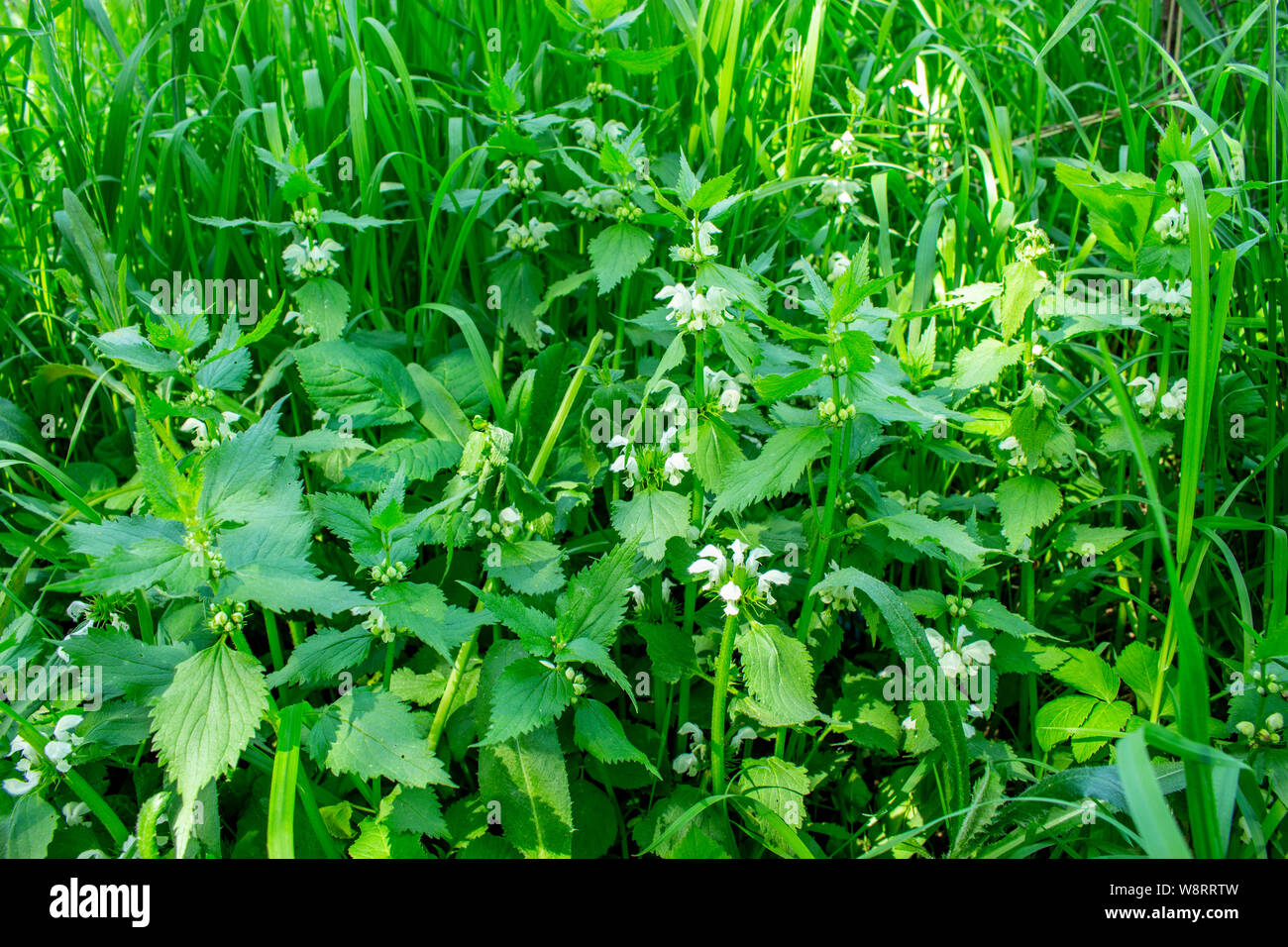 Young shoot of nettle with white buds on a background of wild grass ...