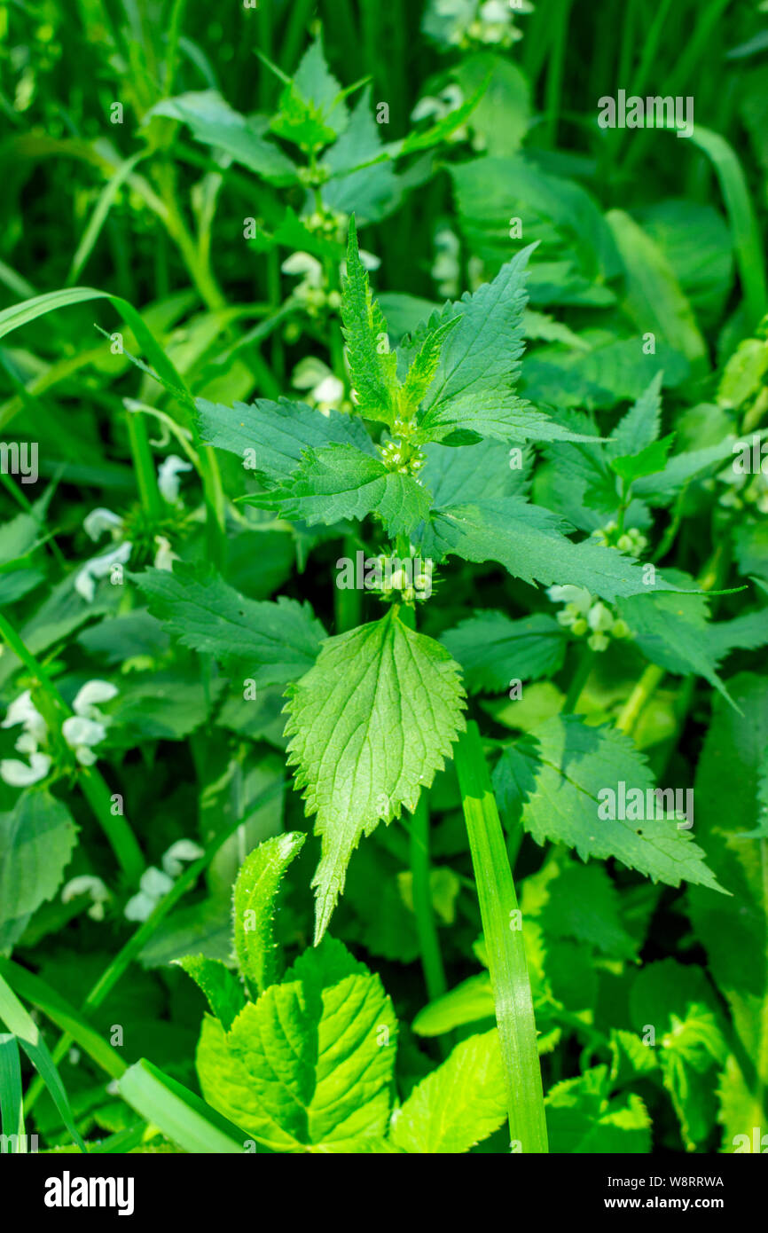 Dioecious herbs hi-res stock photography and images - Alamy