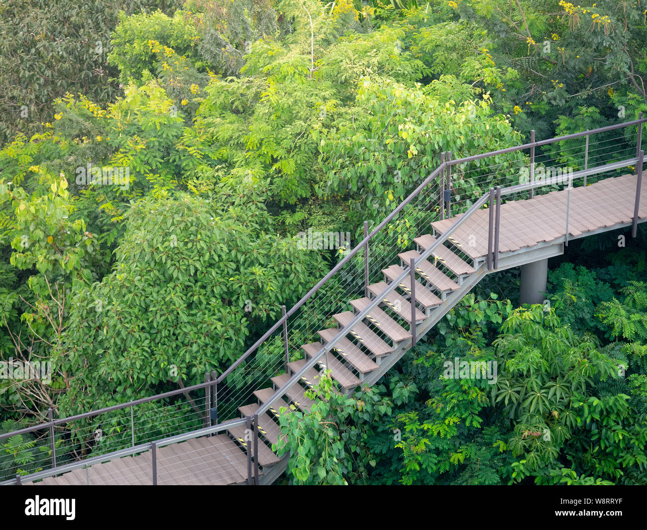 Wood bridge across the forest, Forest Learning Center in PTT, Bangkok THailand Stock Photo - Alamy