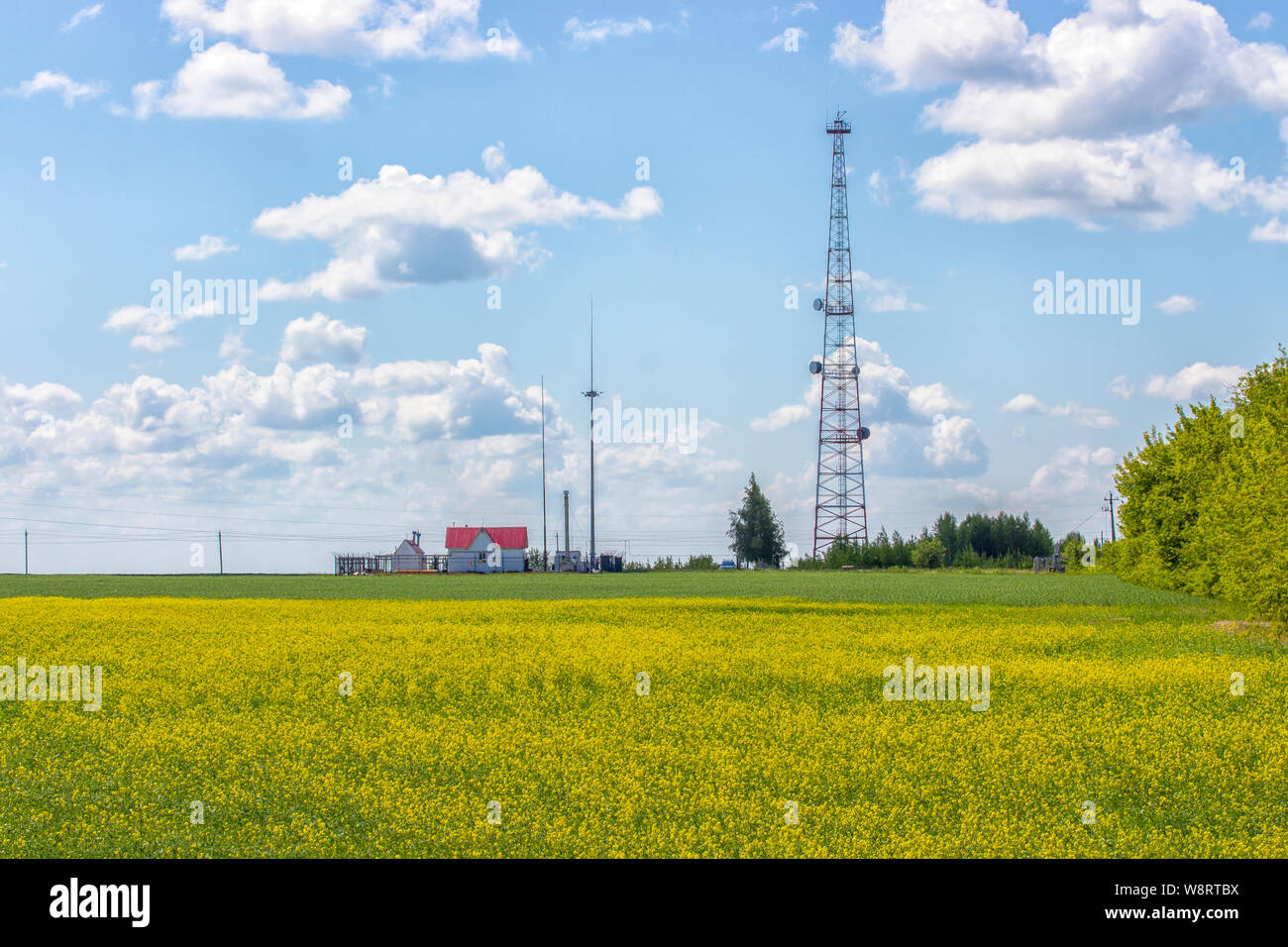 Rural landscape. Telecommunication tower on a yellow rape field, a ...