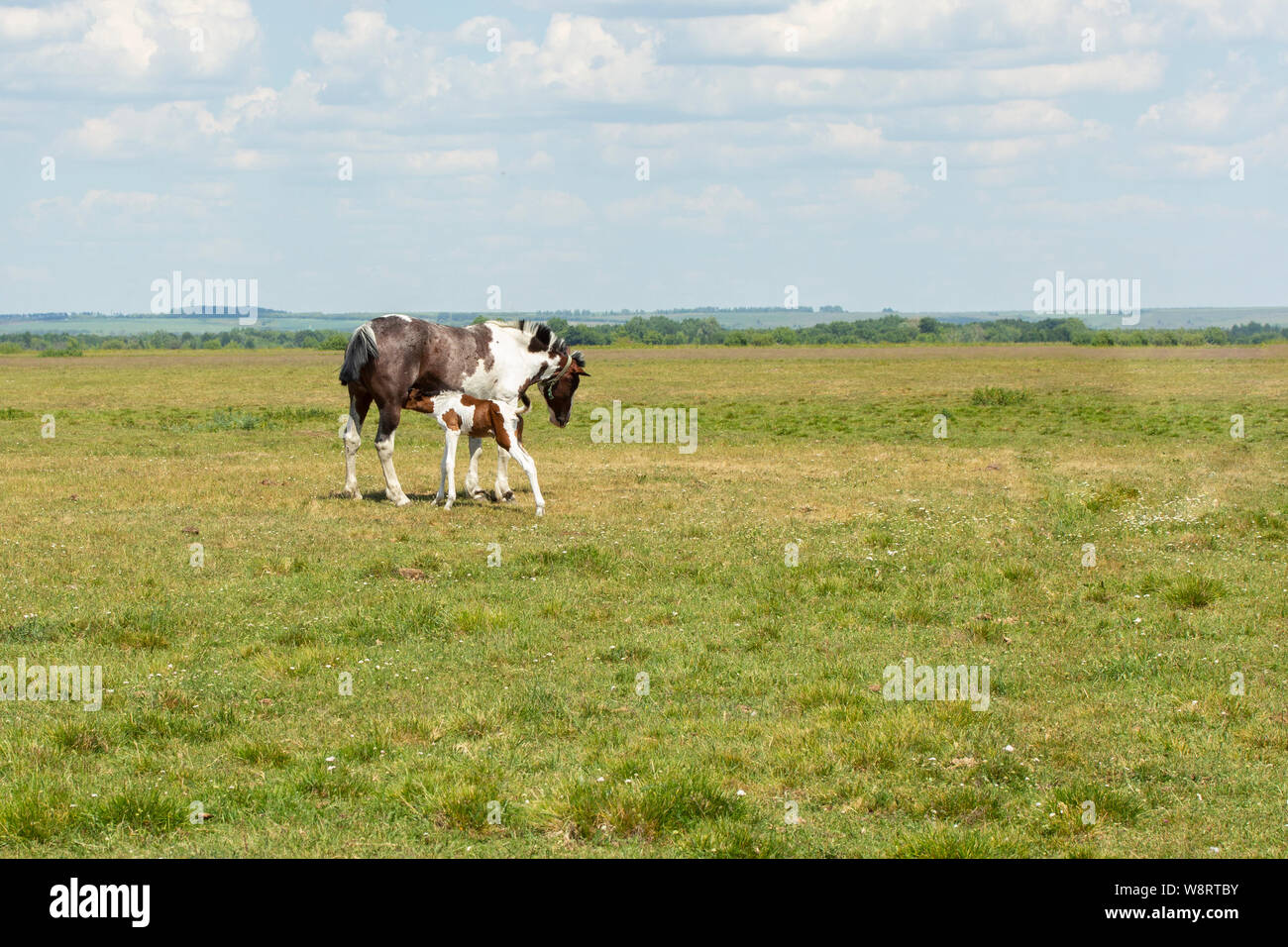 Horse cub hi-res stock photography and images - Alamy