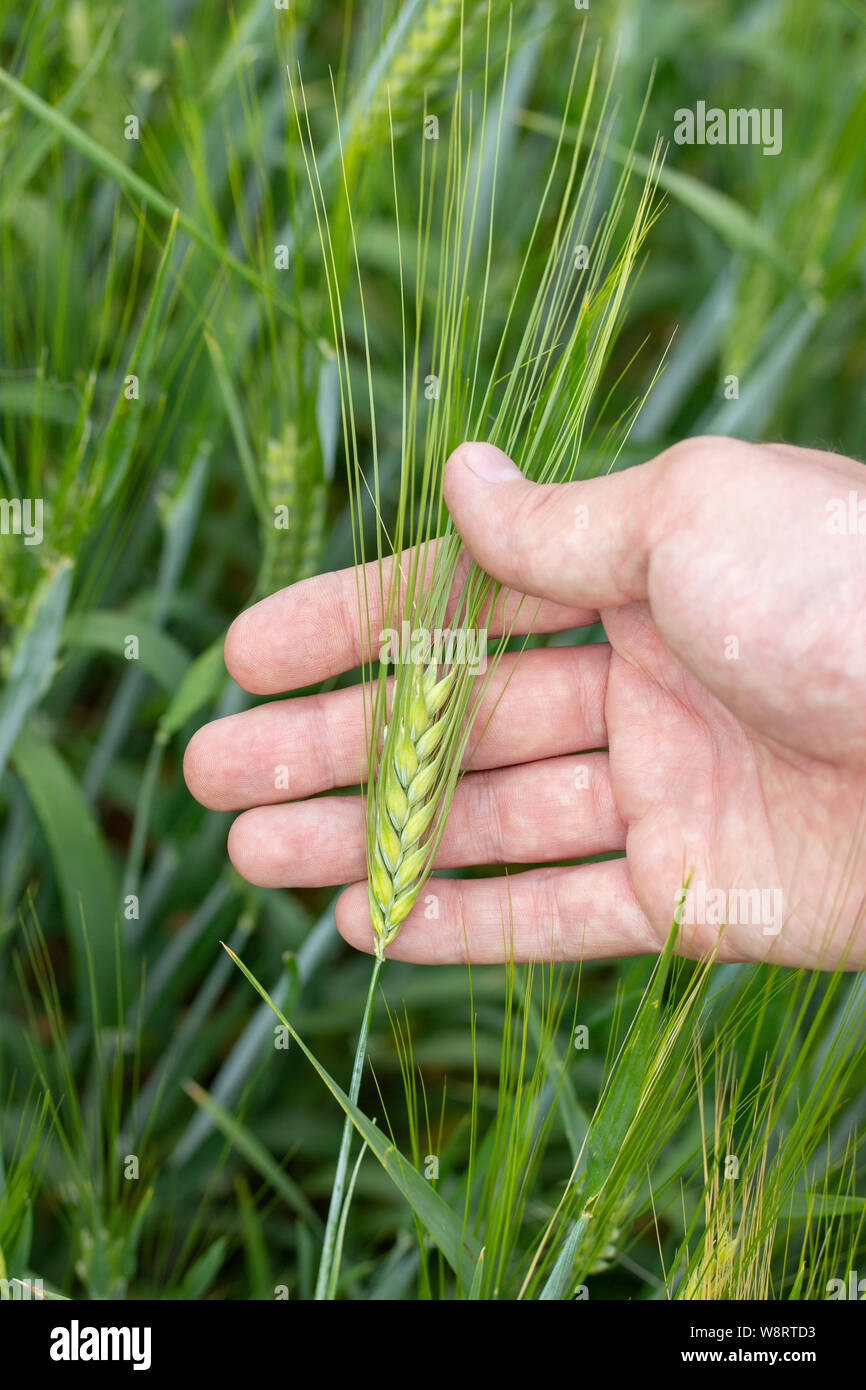 Green barley ear with long awn in male hand. A farmer enjoys barley ...