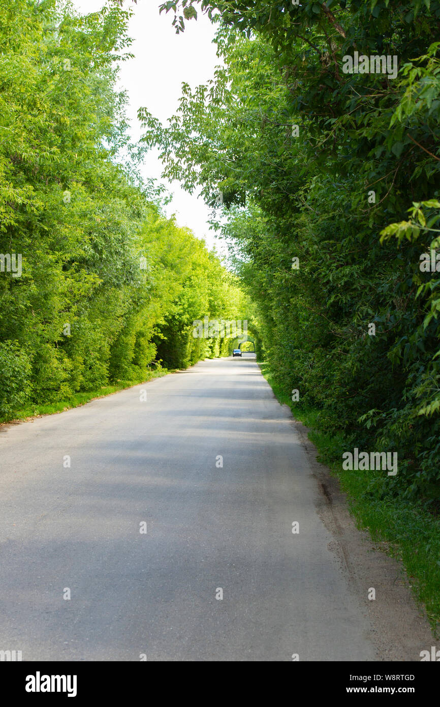 Highway Road, car rides in the tunnel of trees. Beautiful natural ...