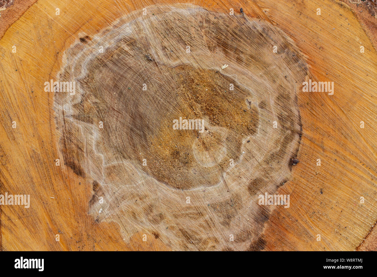 Round cut of a birch tree trunk, close-up background texture. Wooden ...