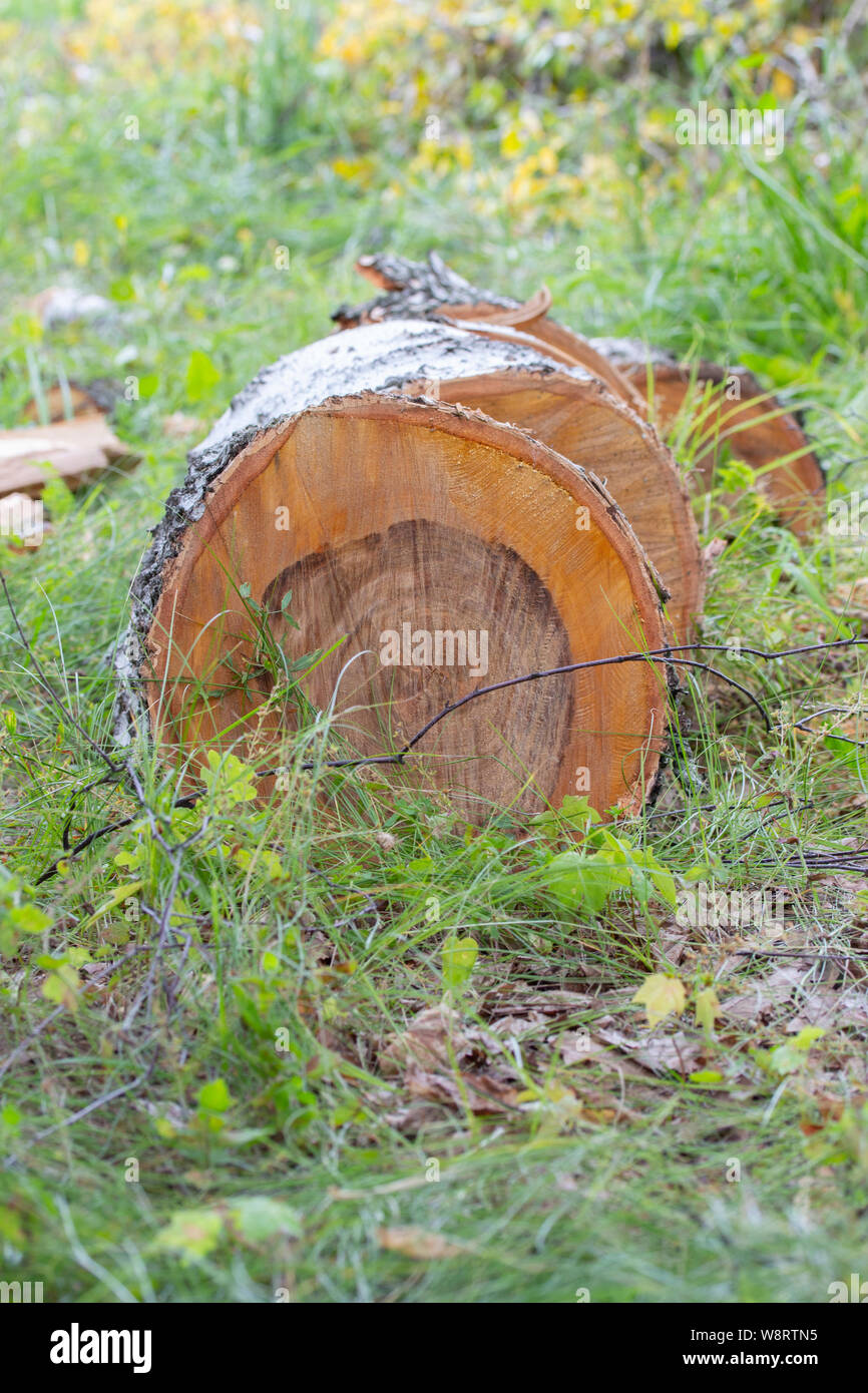 A sawn birch trunk lies on the grass, a beautiful cut of a tree with ...