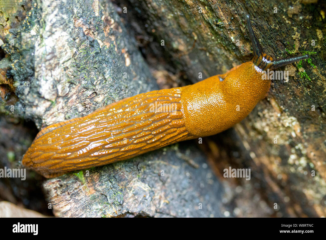 Spanish slug Red roadside Arion vulgaris, close-up. Animal clam yellow ...