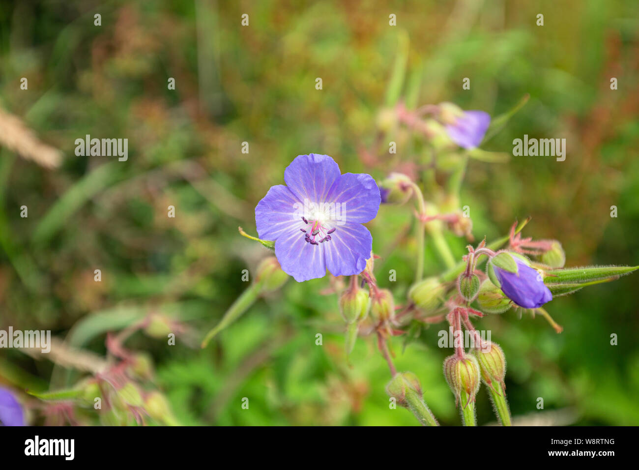 Tiny blue blossom flowers on summer meadow, close up view Stock Photo ...