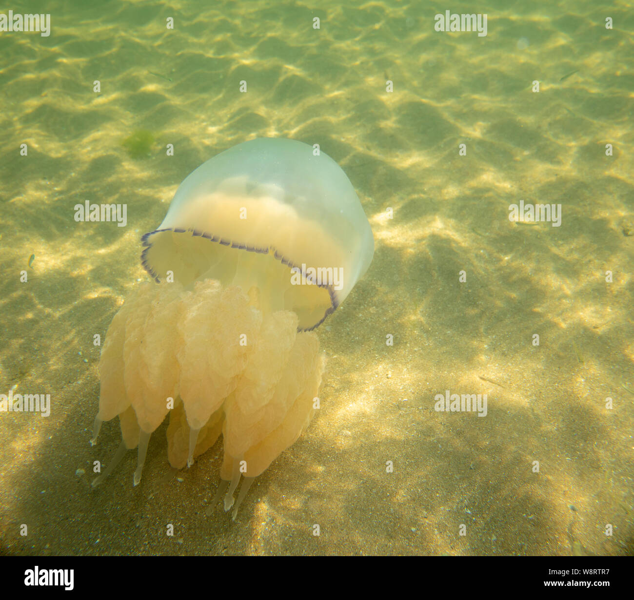 Large marine jellyfish, in a natural habitat Stock Photo - Alamy