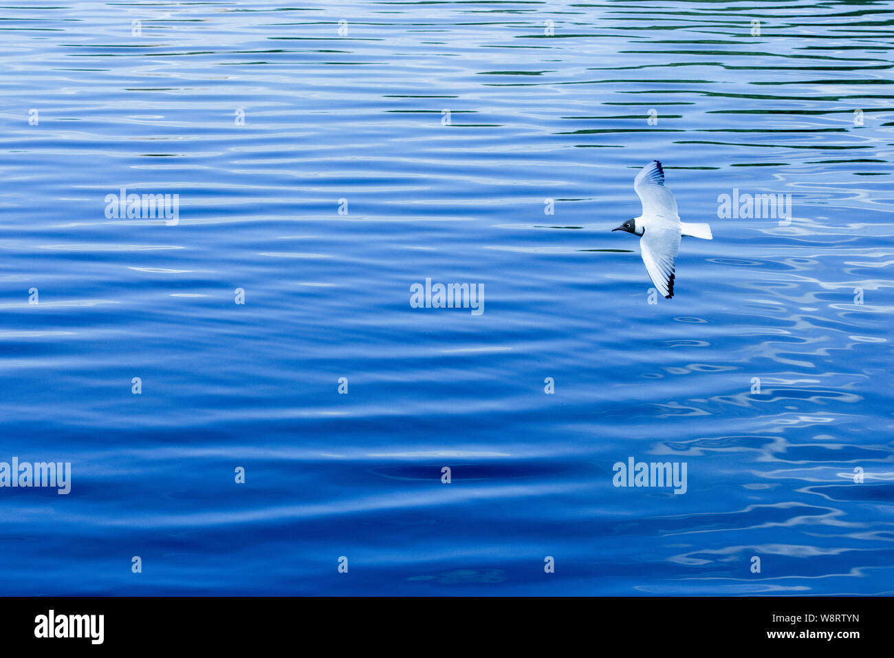 The seagull flies over the blue surface of the water. Blue background ...