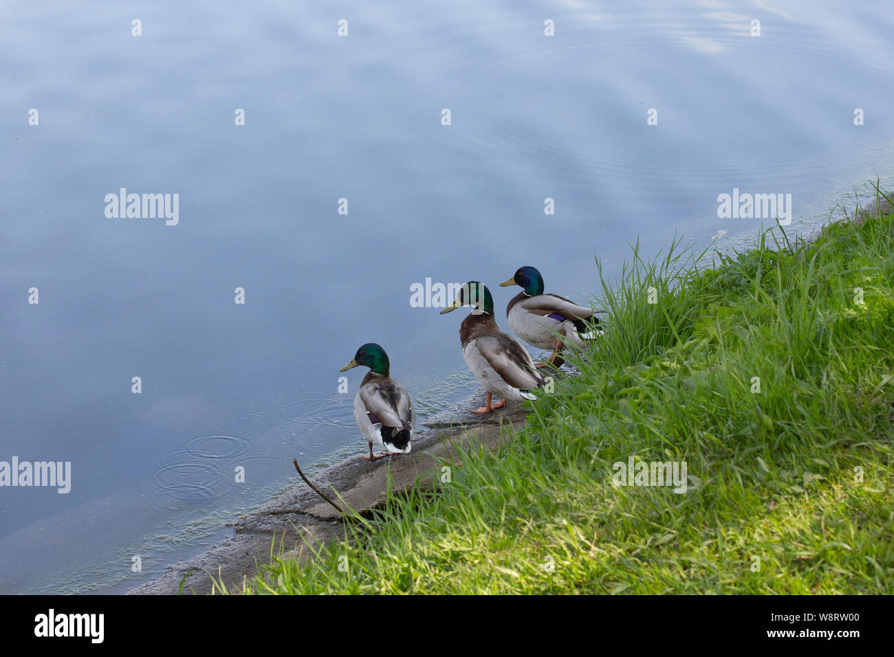 Three ducks drake sit on the bank of a reservoir and look at water ...