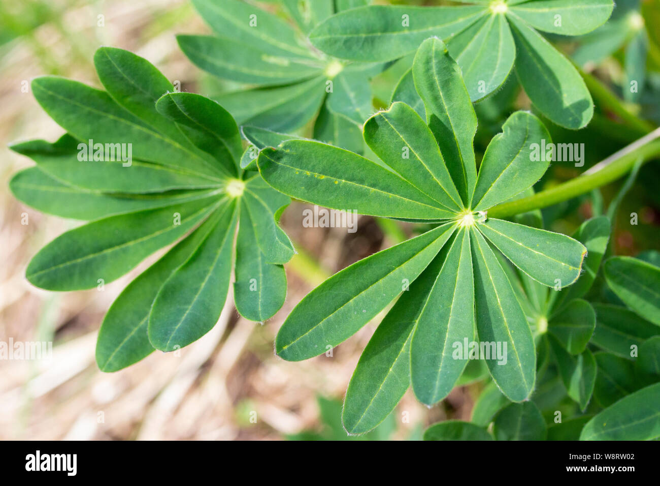 Carved lupine leaves, beautiful green leaves with long fingers lupine ...
