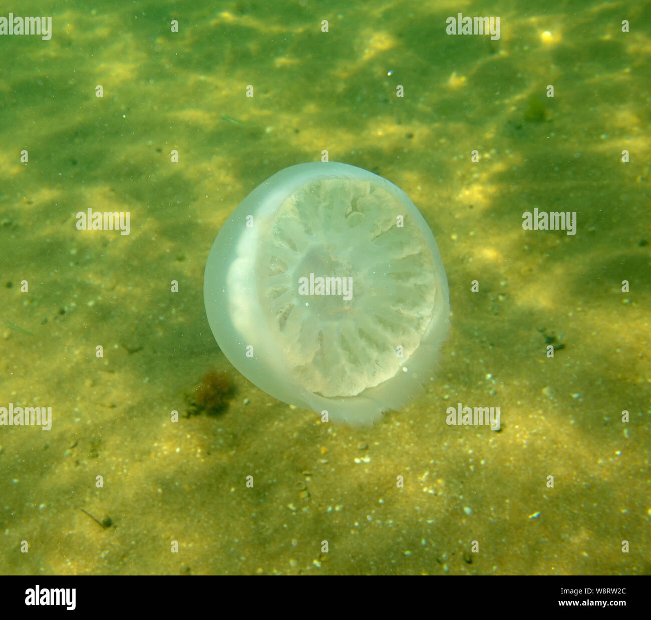 Large marine jellyfish, in a natural habitat Stock Photo - Alamy