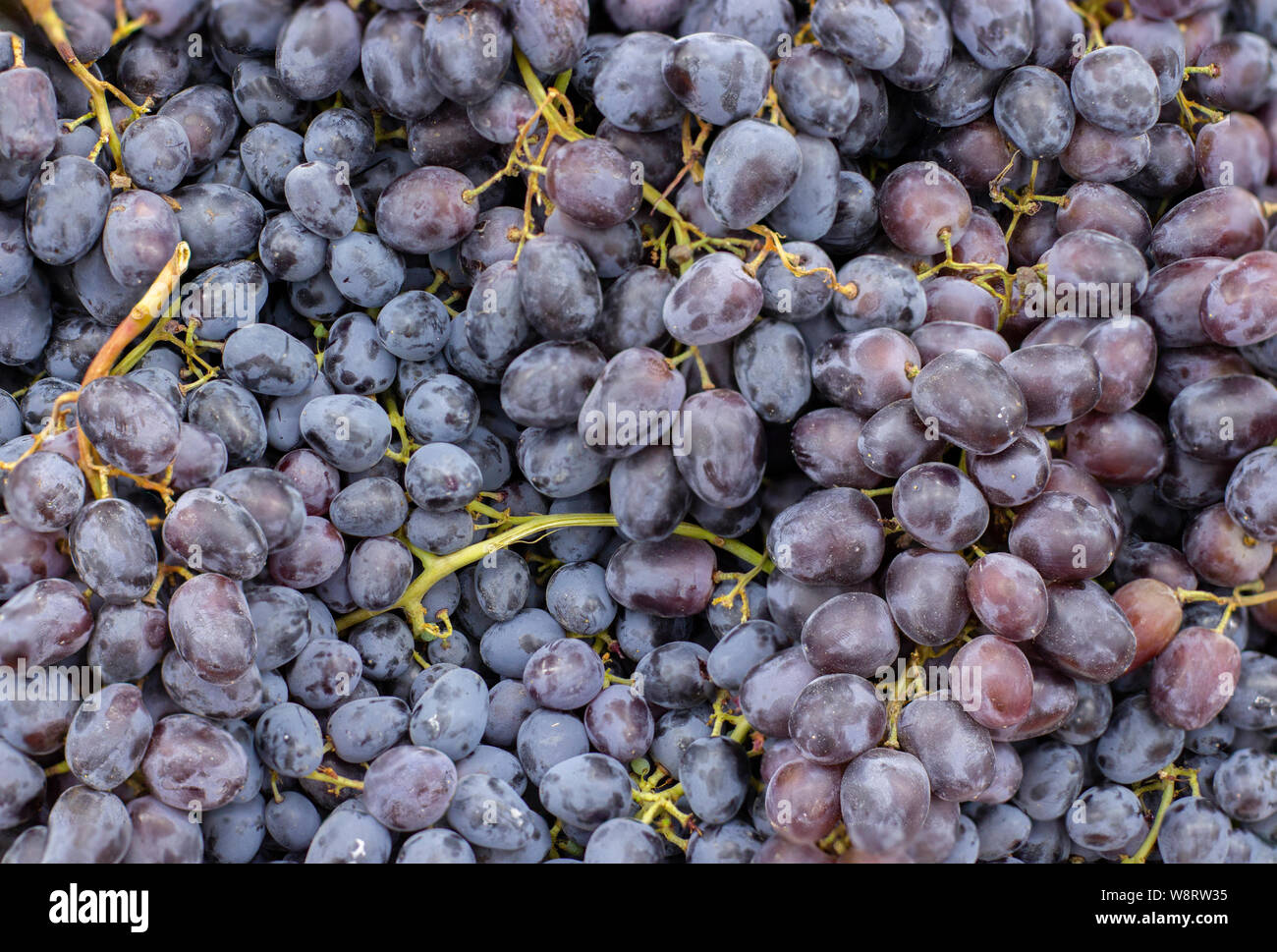 Bunch of ripe dark blue grapes, high sharpness, background wallpaper ...