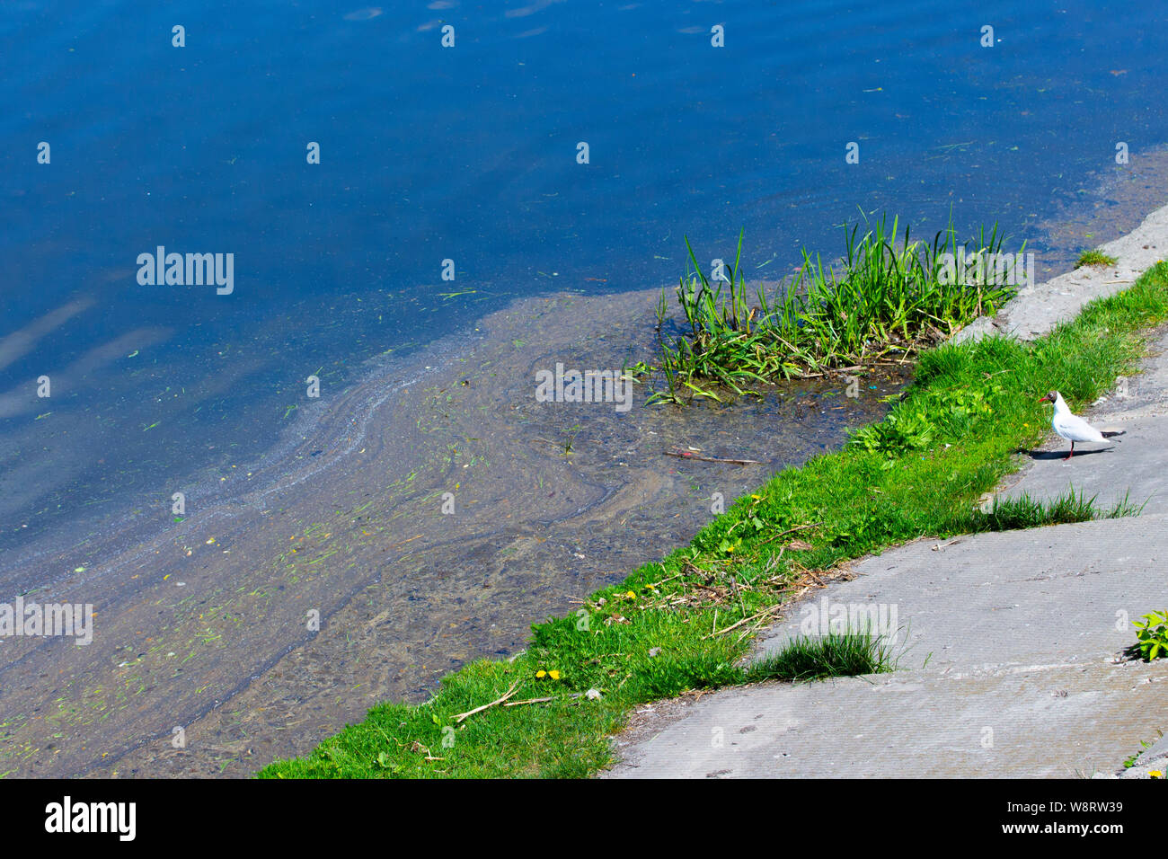 Pollution of rivers and lakes, the shore of a pond with oily mud, a ...