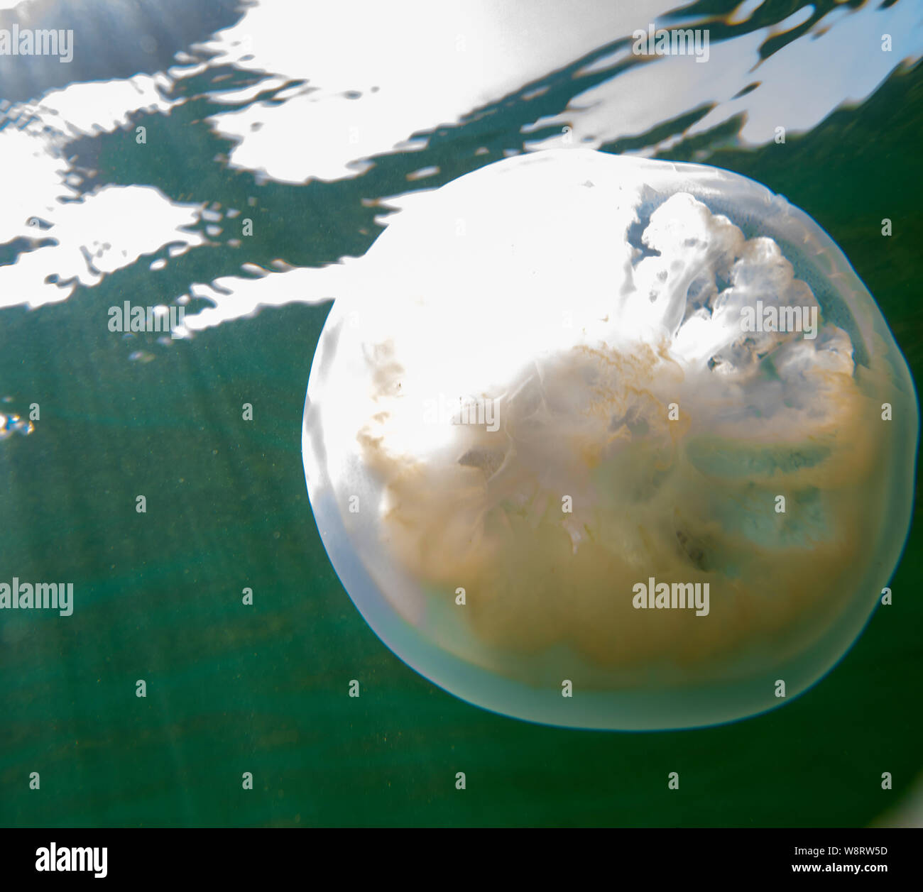 Large marine jellyfish, in a natural habitat Stock Photo - Alamy