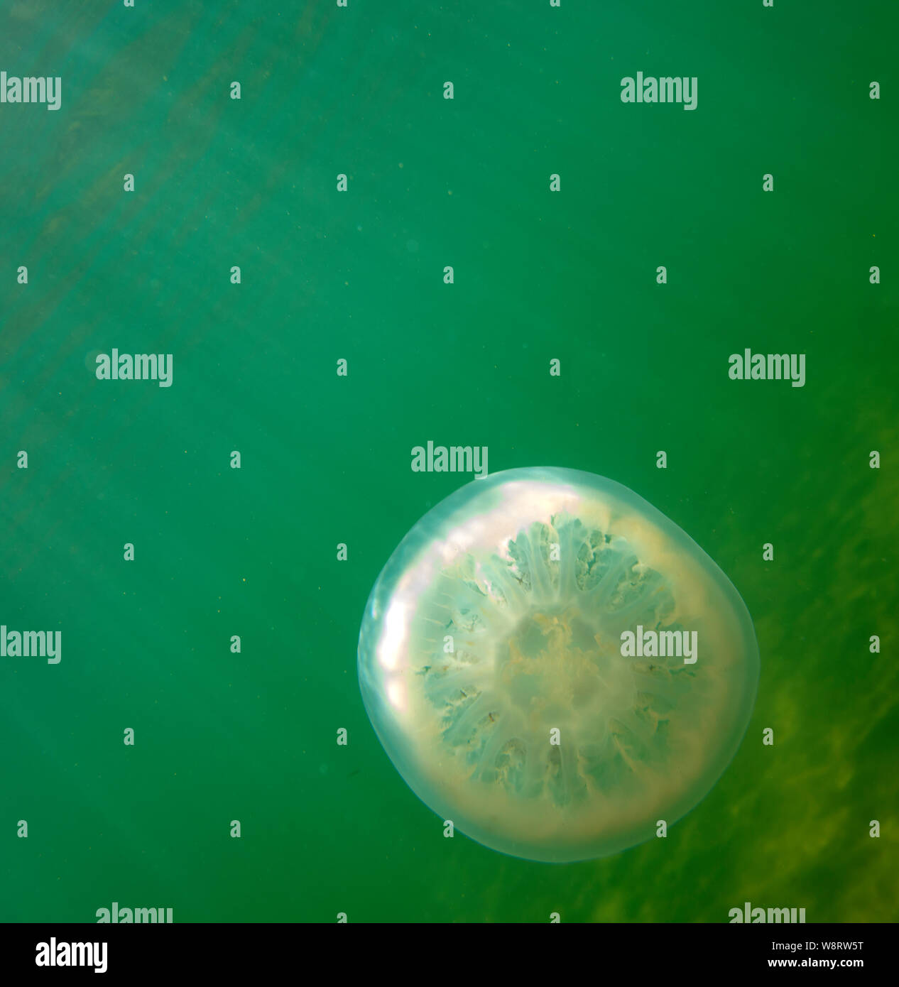 Large marine jellyfish, in a natural habitat Stock Photo - Alamy