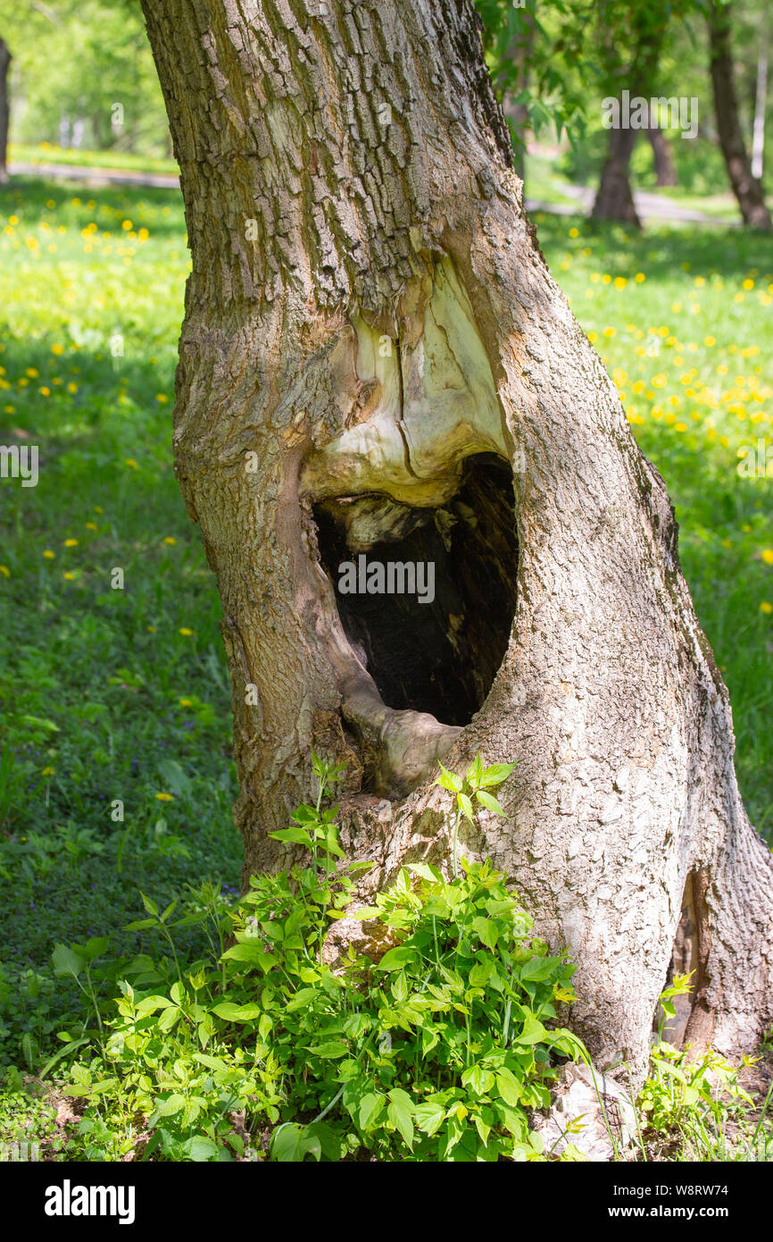 Tree hollow hi-res stock photography and images - Alamy