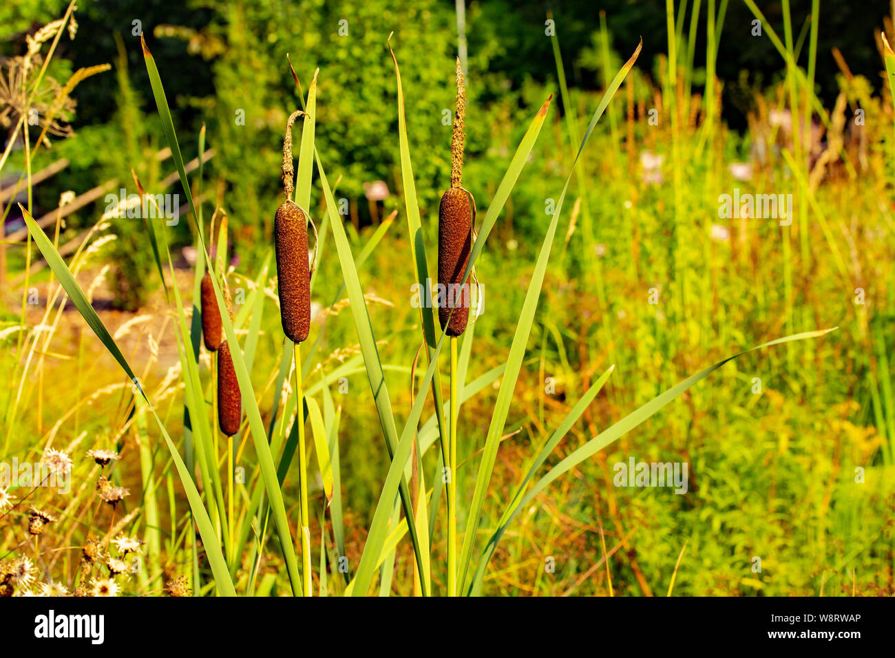 Yellowing Grass High Resolution Stock Photography and Images - Alamy