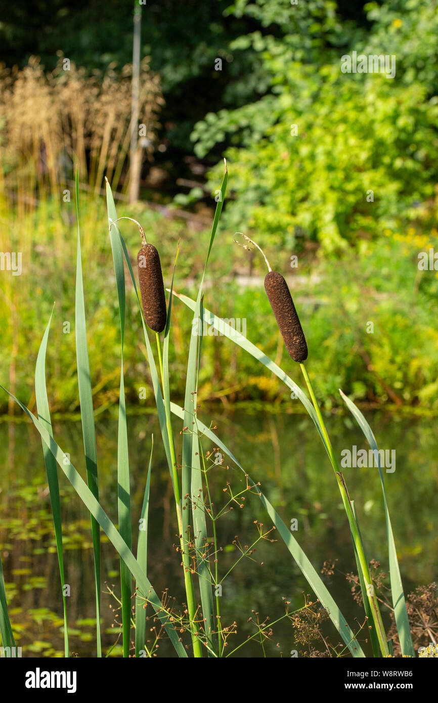 matured inflorescence of cattail cane reed rush sedge near the shore of ...